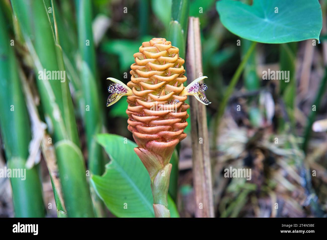 Shampoo ginger hi-res stock photography and images - Alamy