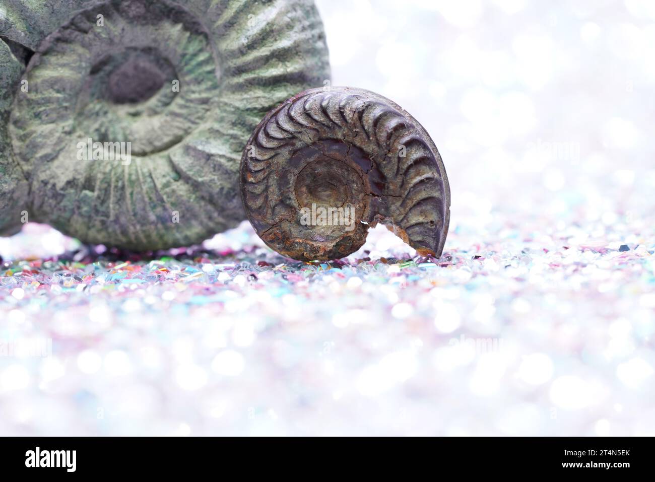 Ammonite is a fossil of a squid, photographed in close-up in the studio ...