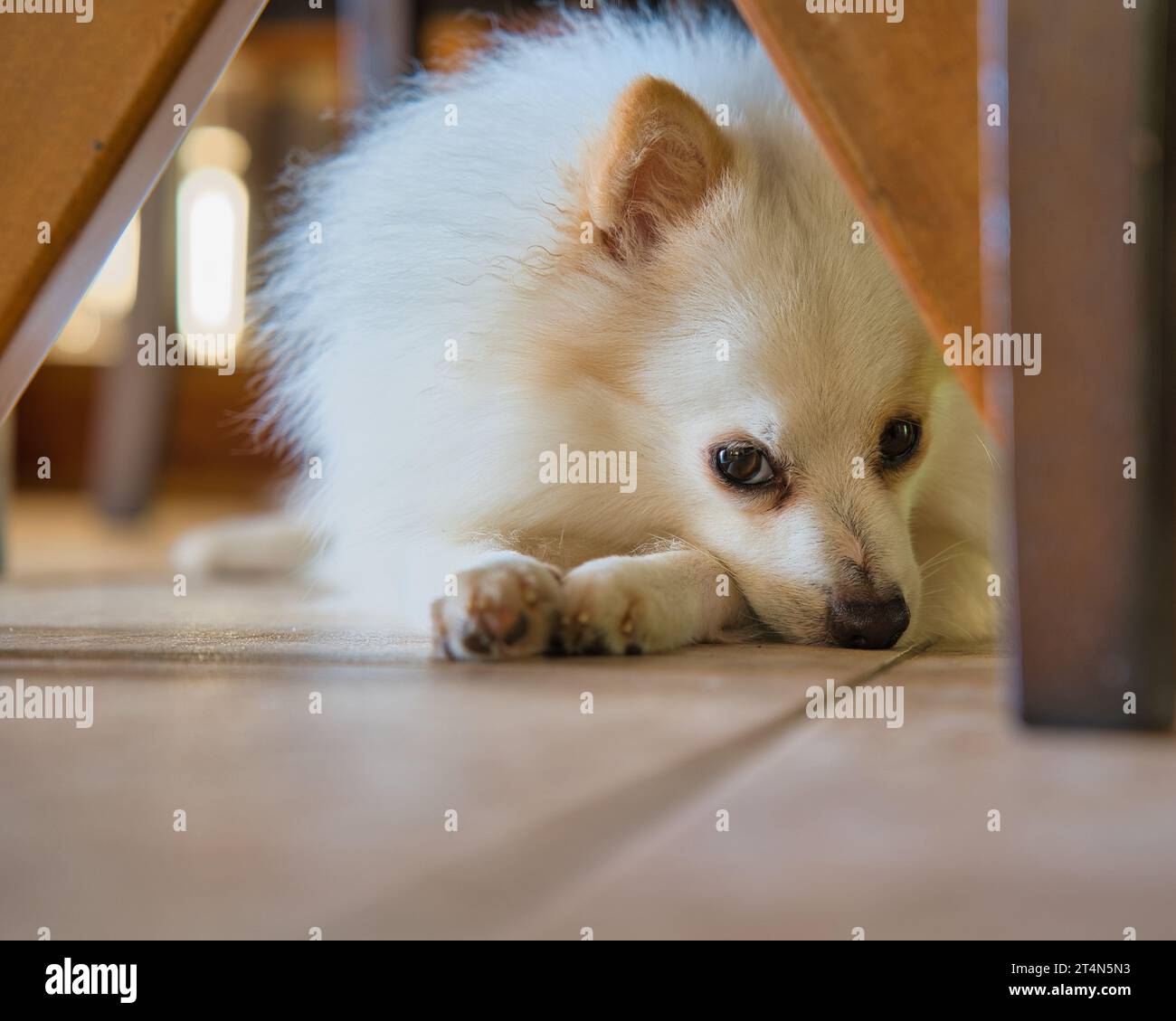 Pomeranian dog laying on chair hi-res stock photography and images - Alamy