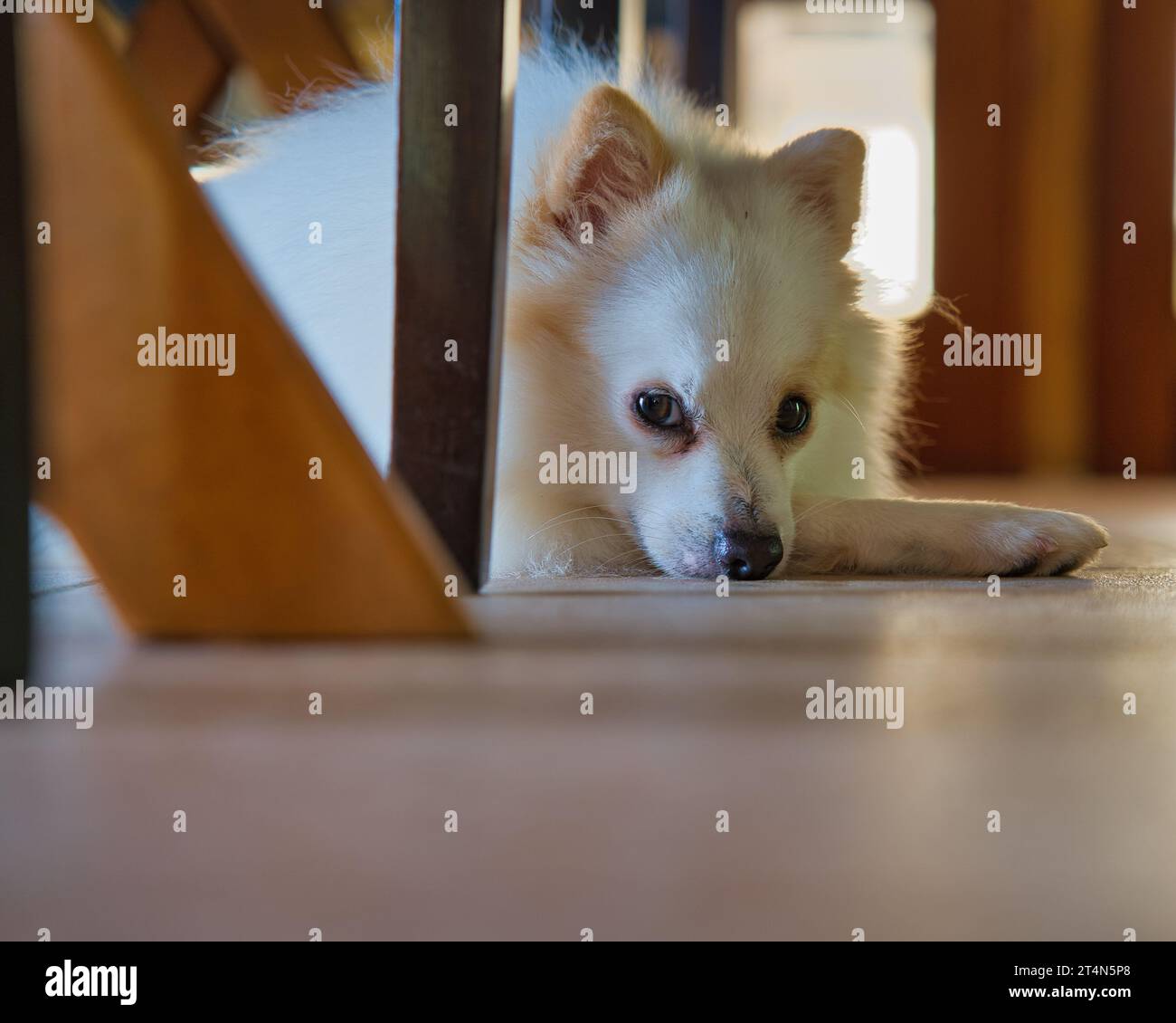 White Pomeranian pet dog laying on the floor under table and chair legs ...