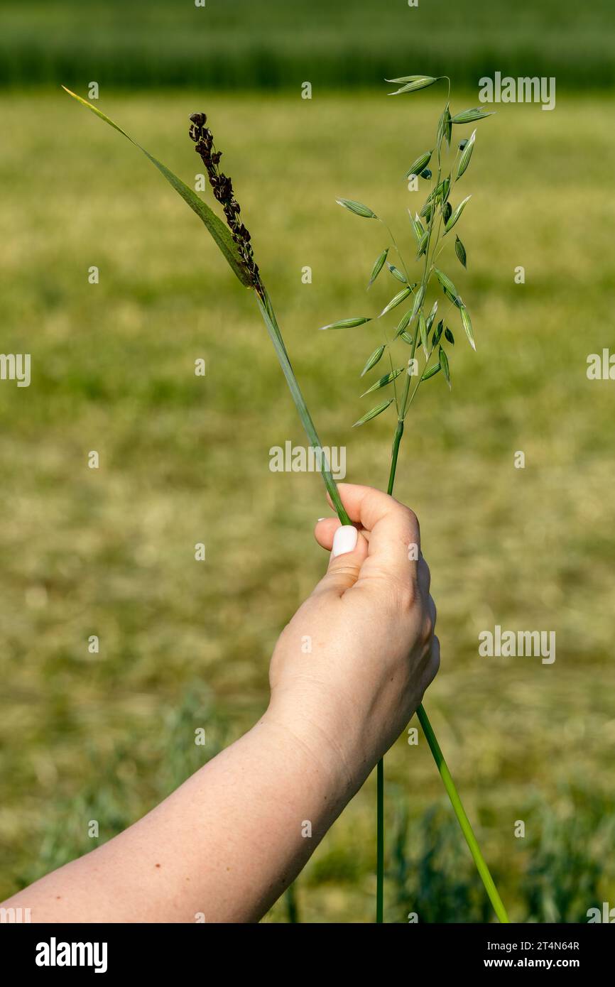 A hand holds two ears of oats. On the right side - healthy, on the left ...