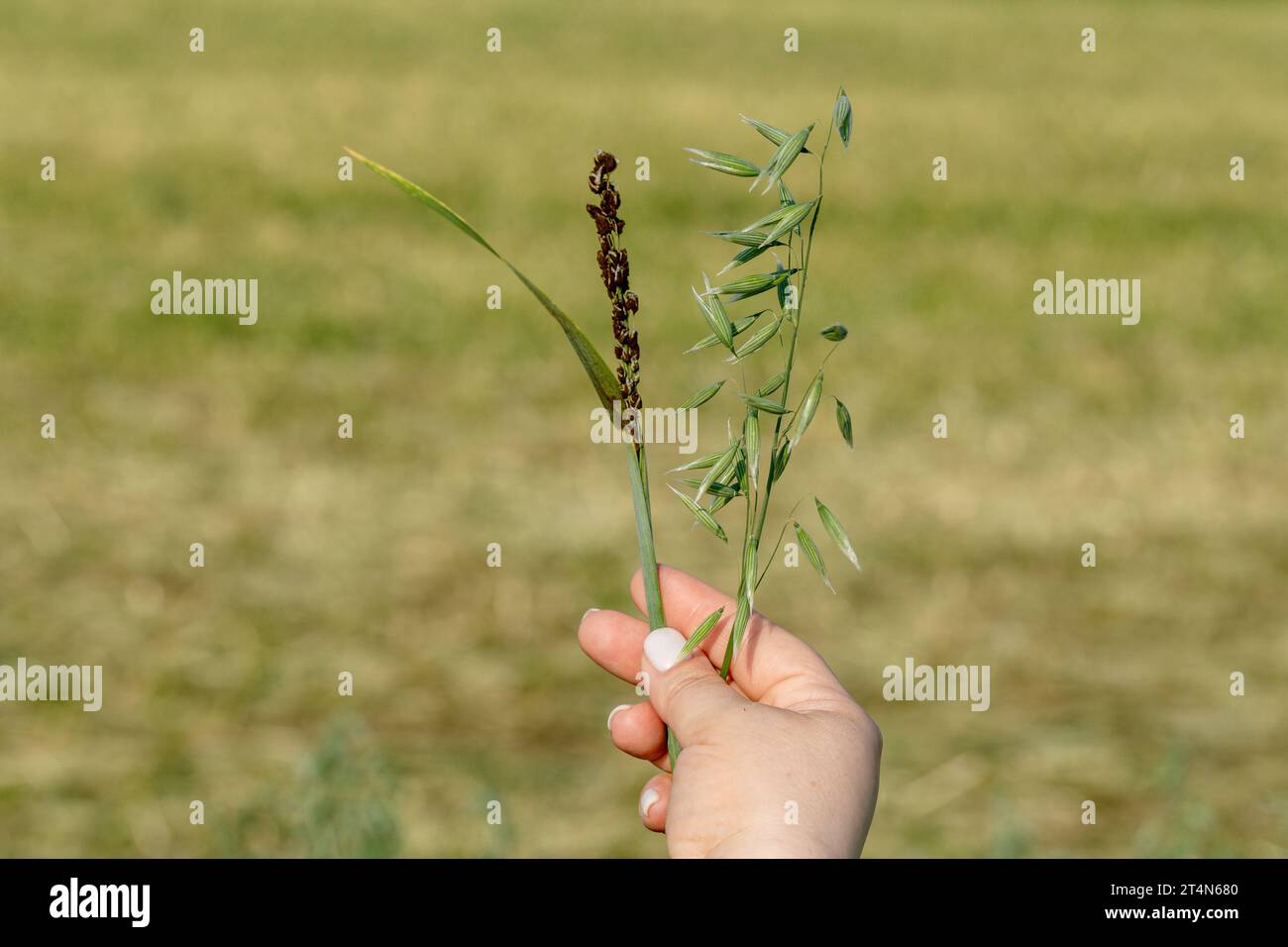 A hand holds two ears of oats. On the right side - healthy, on the left ...