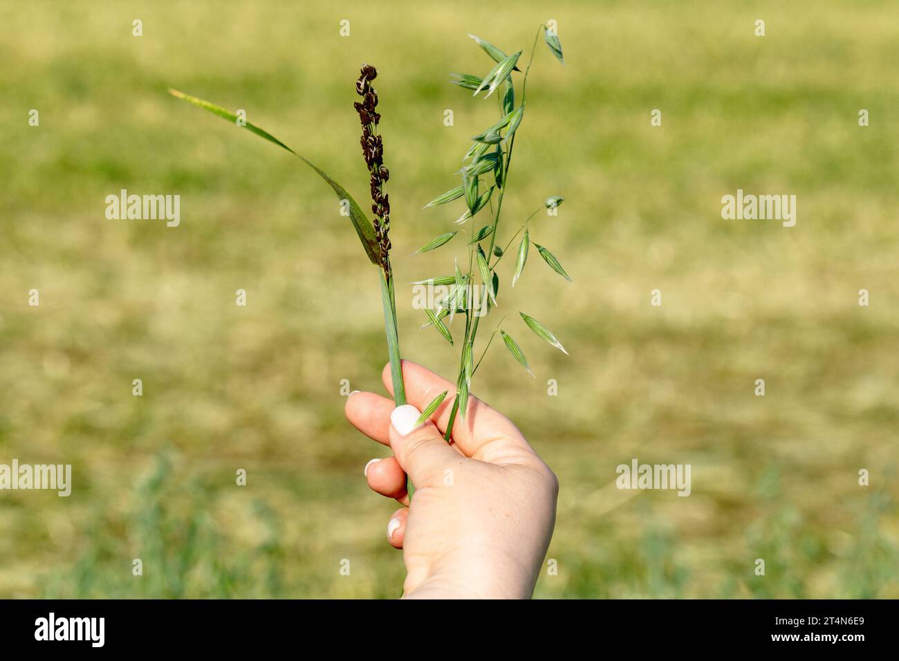 A hand holds two ears of oats. On the right side - healthy, on the left ...