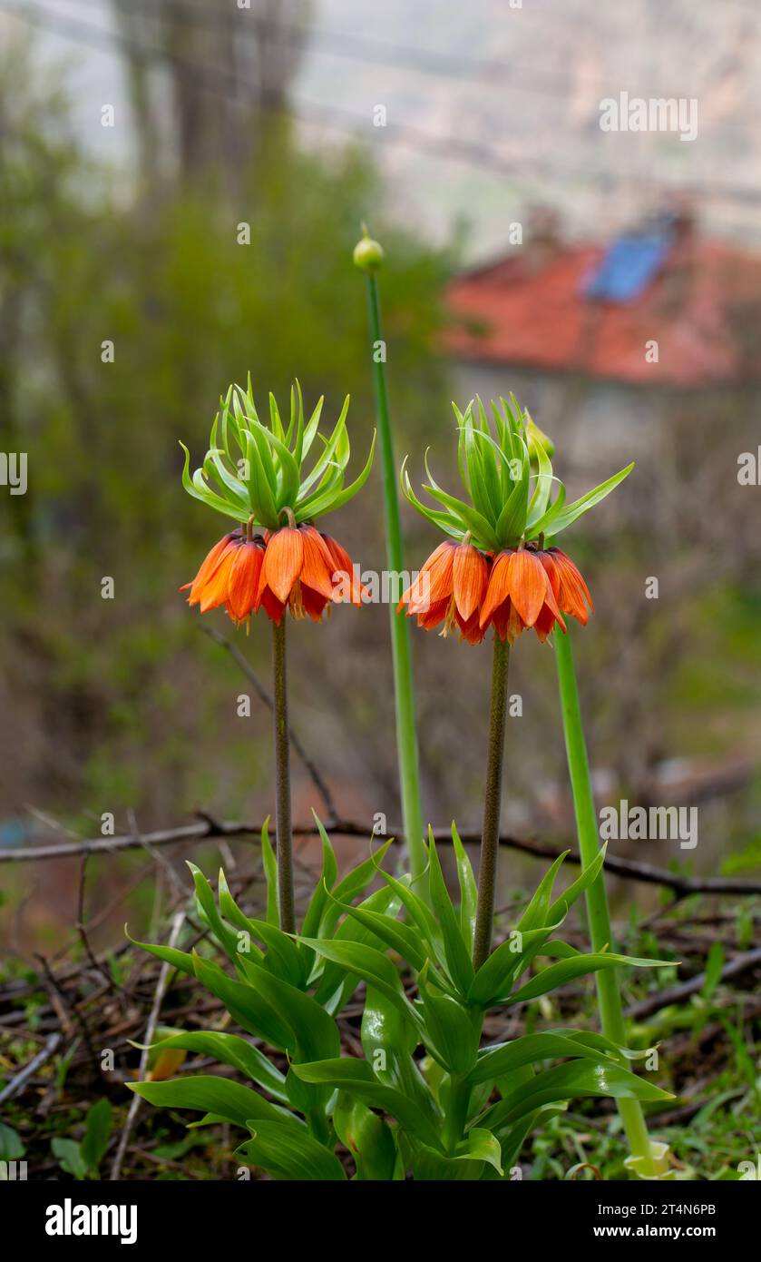 Turkish mountains in the skirts of the opposite lilies. Inverted lilies ...