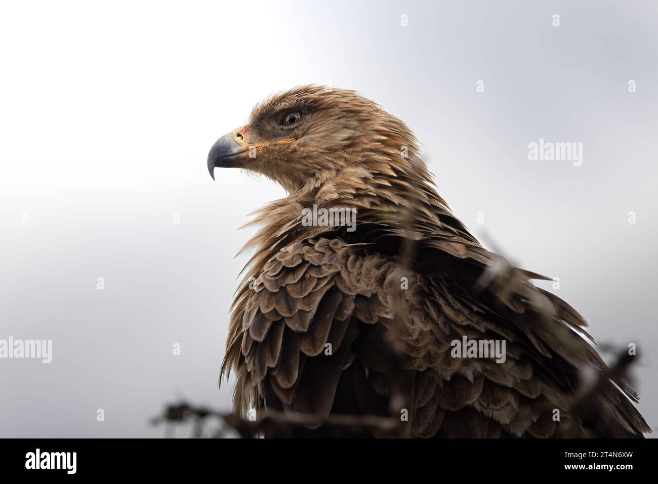Portrait of a wild beautiful majestic Black Kite in the Serengeti ...