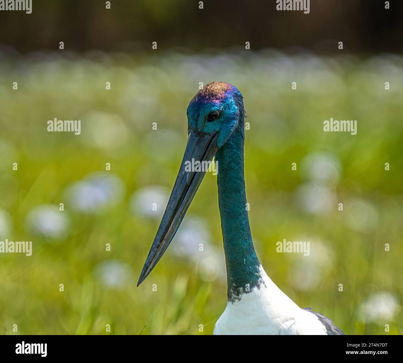 Head and neck of a Black-necked stork Stock Photo - Alamy