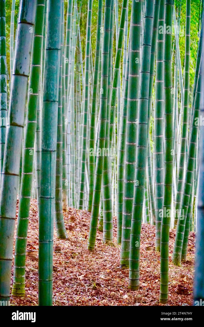Thick bamboo grove forest hi-res stock photography and images - Alamy