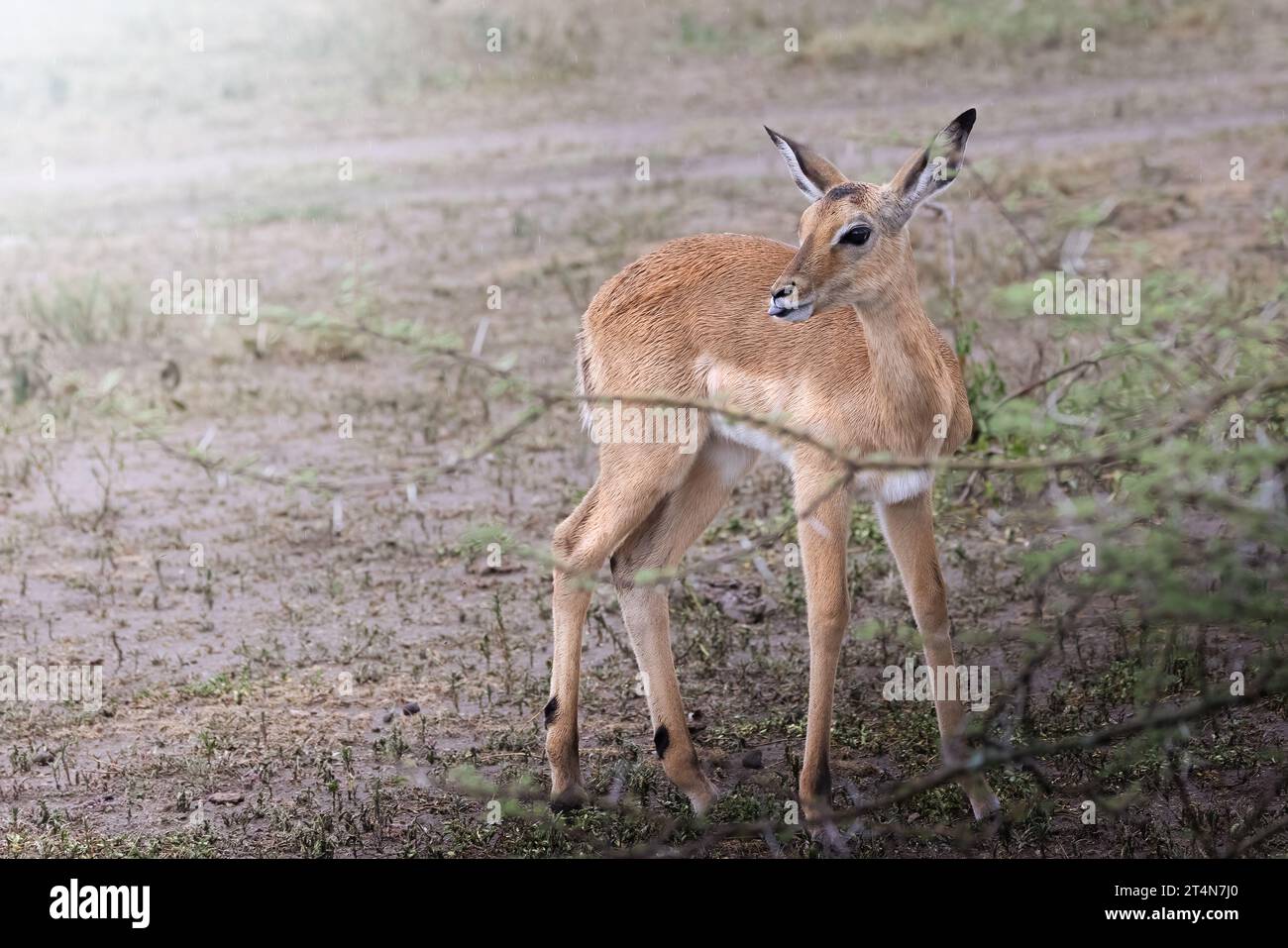 Wild female impala antelope, rooibok, in the savannah in the Serengeti ...