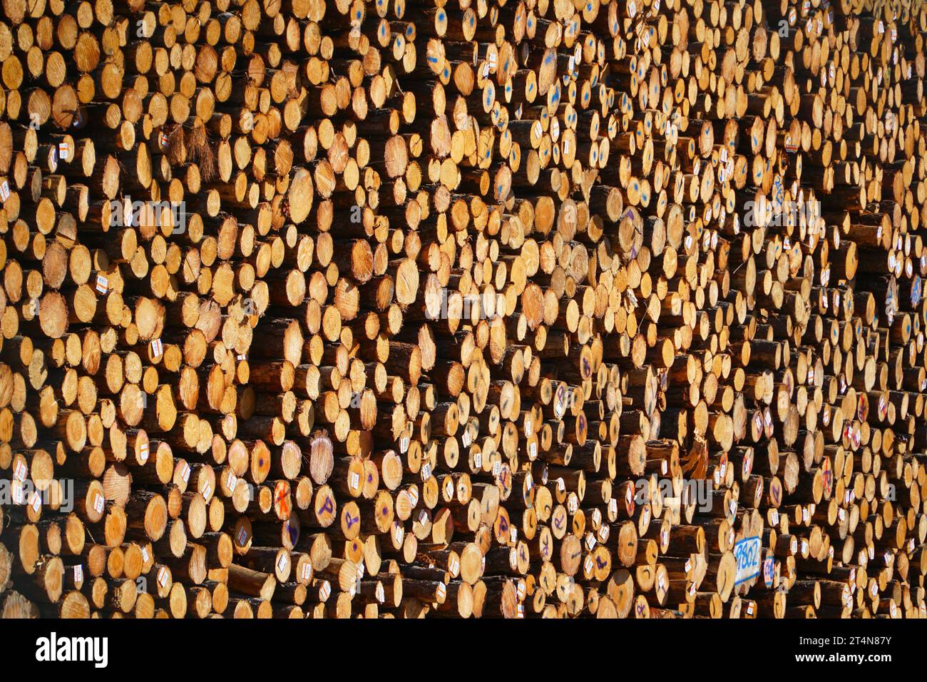 a stack of logs, with the ends shown obliquely Stock Photo - Alamy