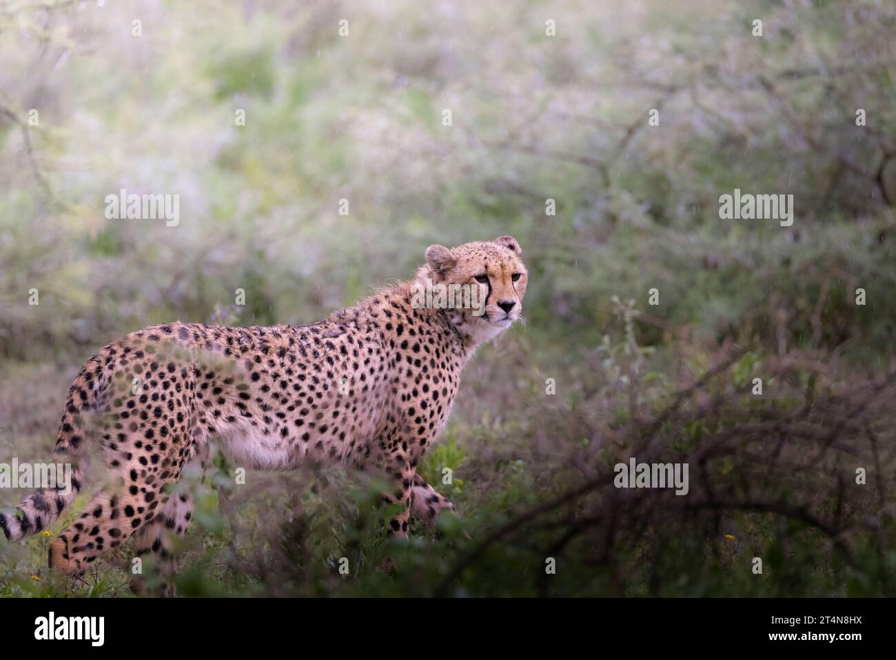 Wild majestic cheetah, a big cat, in the bush in the Serengeti National ...