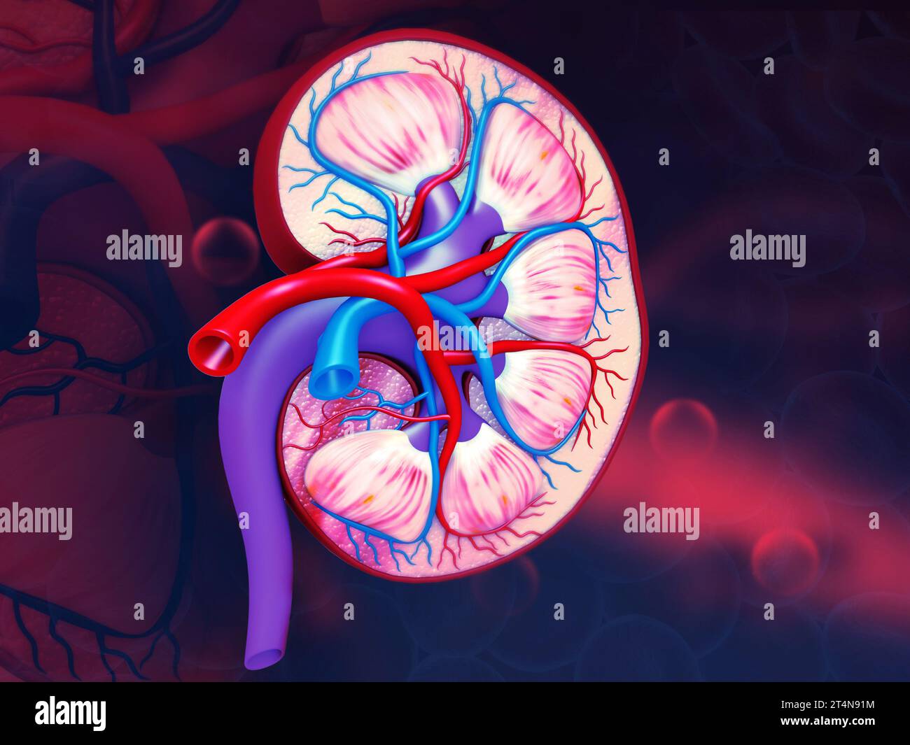 Human kidney cross section on medical background. 3d render Stock Photo ...