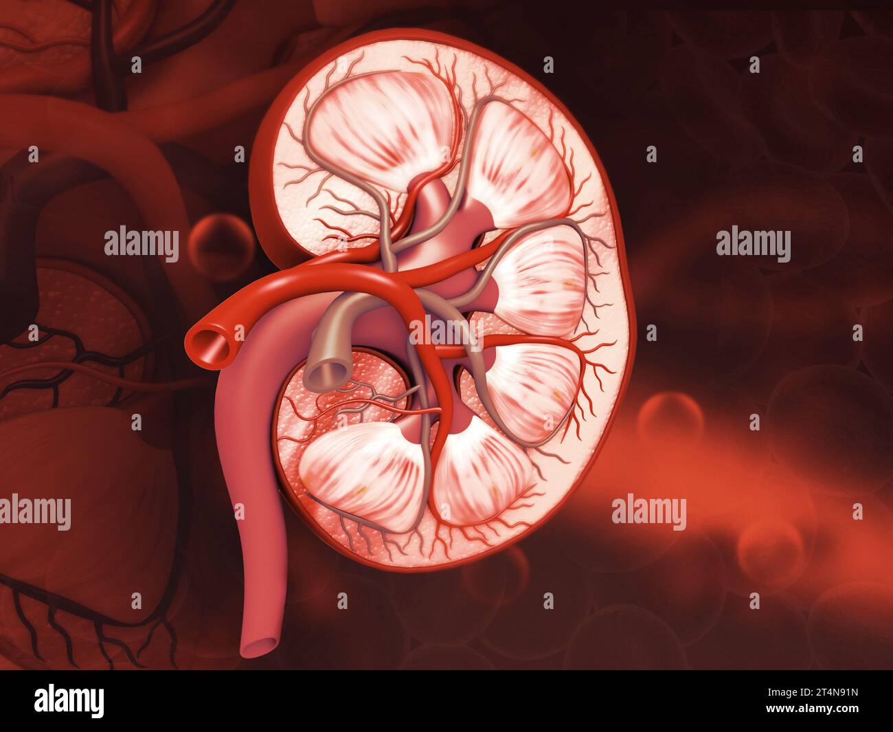 Human kidney cross section on medical background. 3d render Stock Photo ...