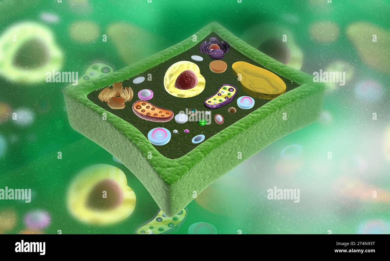 Plant cells anatomy on abstract background. 3d illustration Stock Photo ...