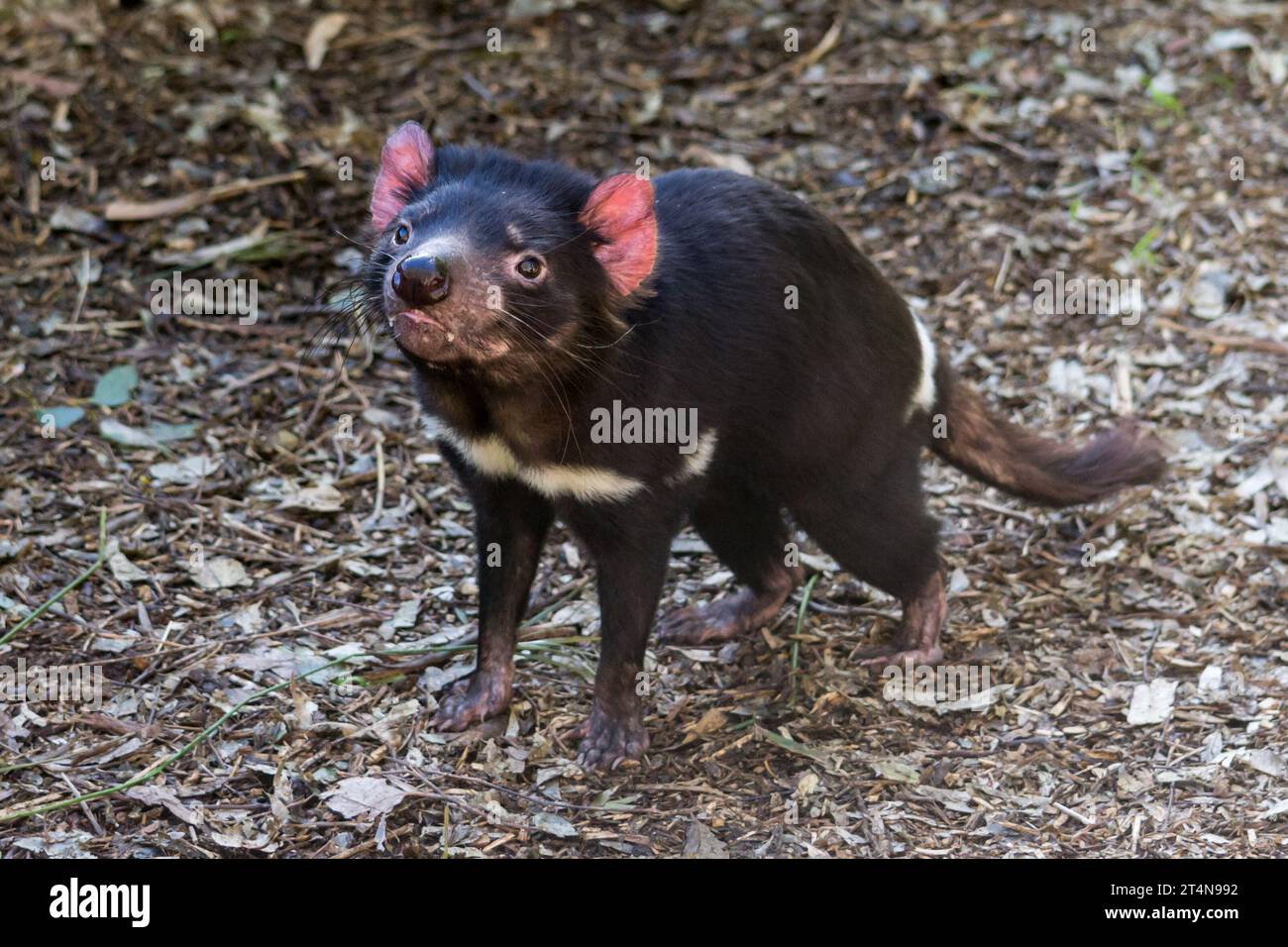 Tasmanian Devil in open woodland environment in Australia Stock Photo ...