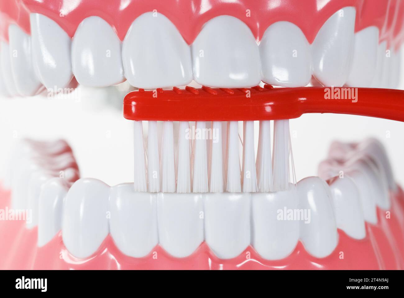 Artificial plastic teeth with a tooth brush Stock Photo - Alamy