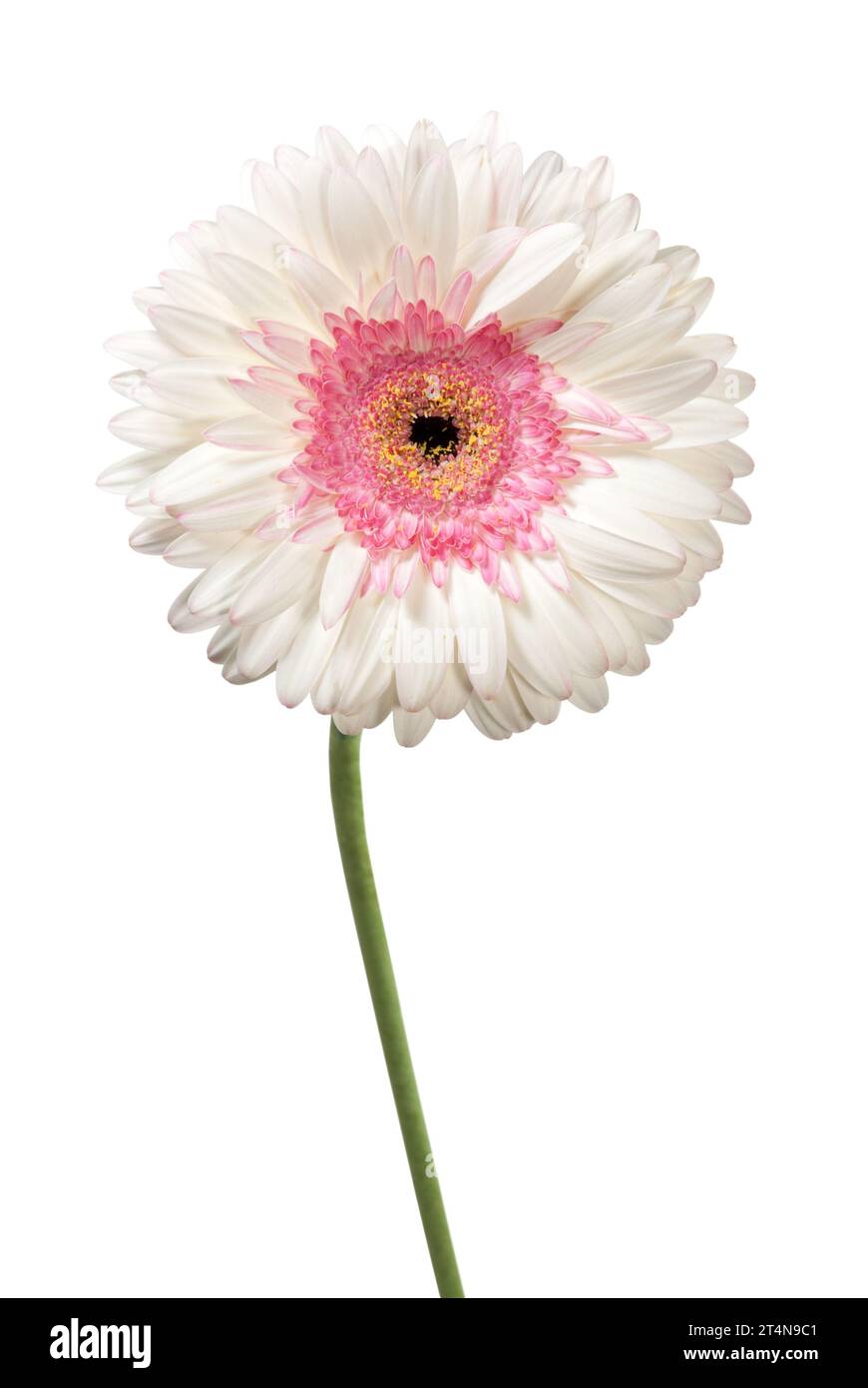 White cream-colored gerbera flower on white Stock Photo - Alamy