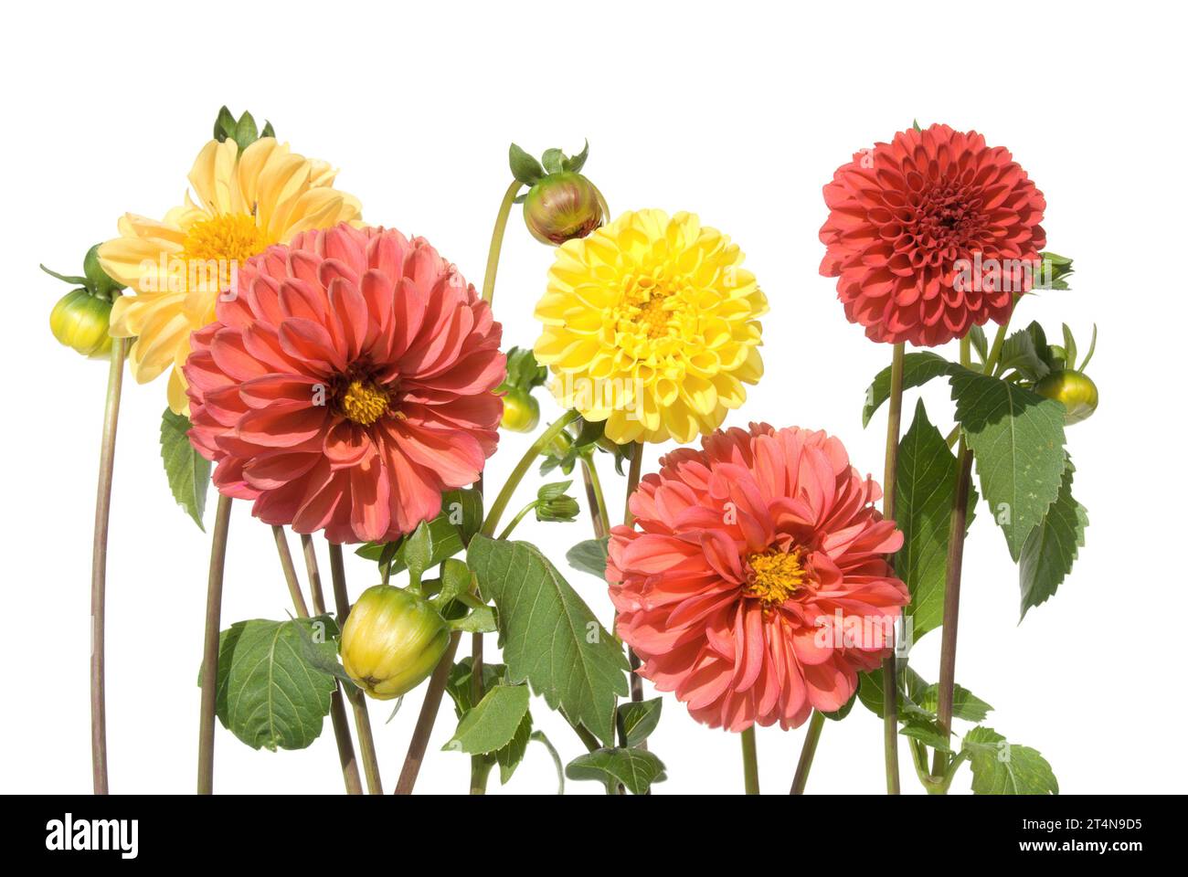 Aster family flower plant Cut Out Stock Images & Pictures - Alamy
