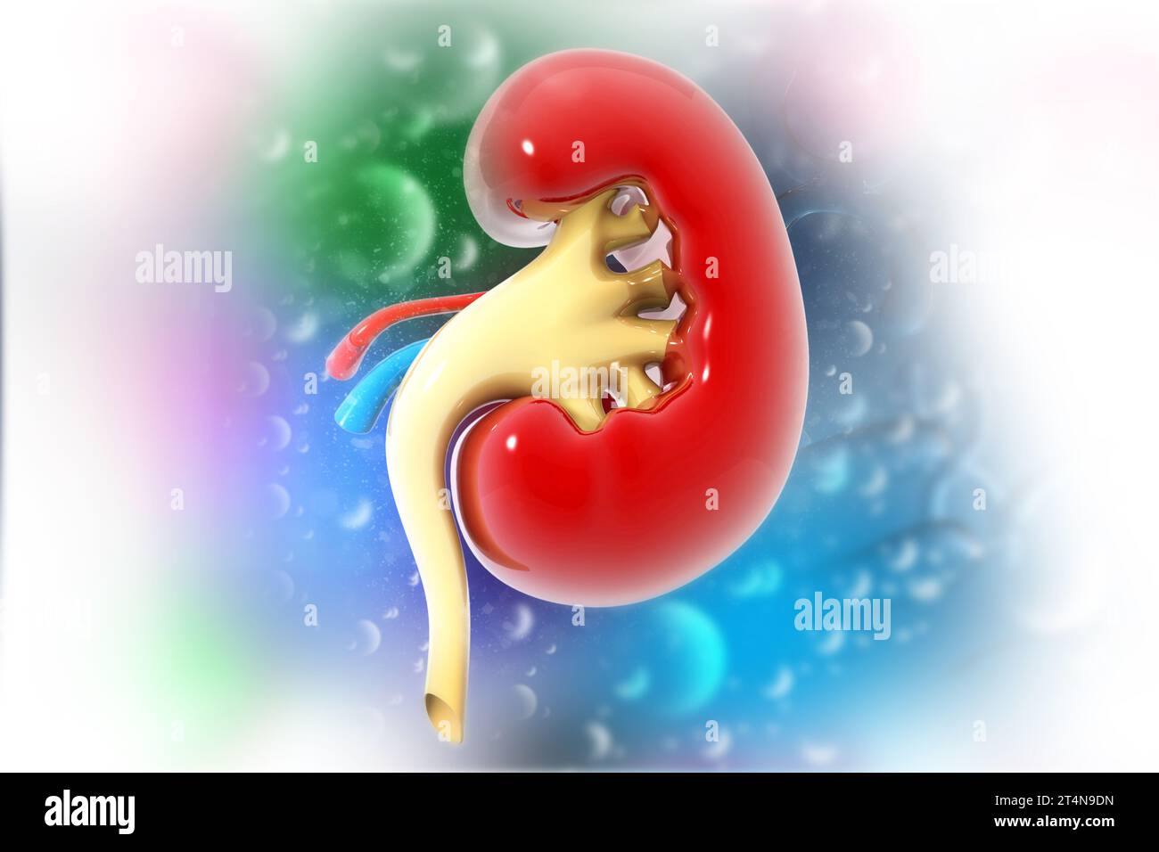 Human kidney on abstract medical background. 3d render Stock Photo - Alamy