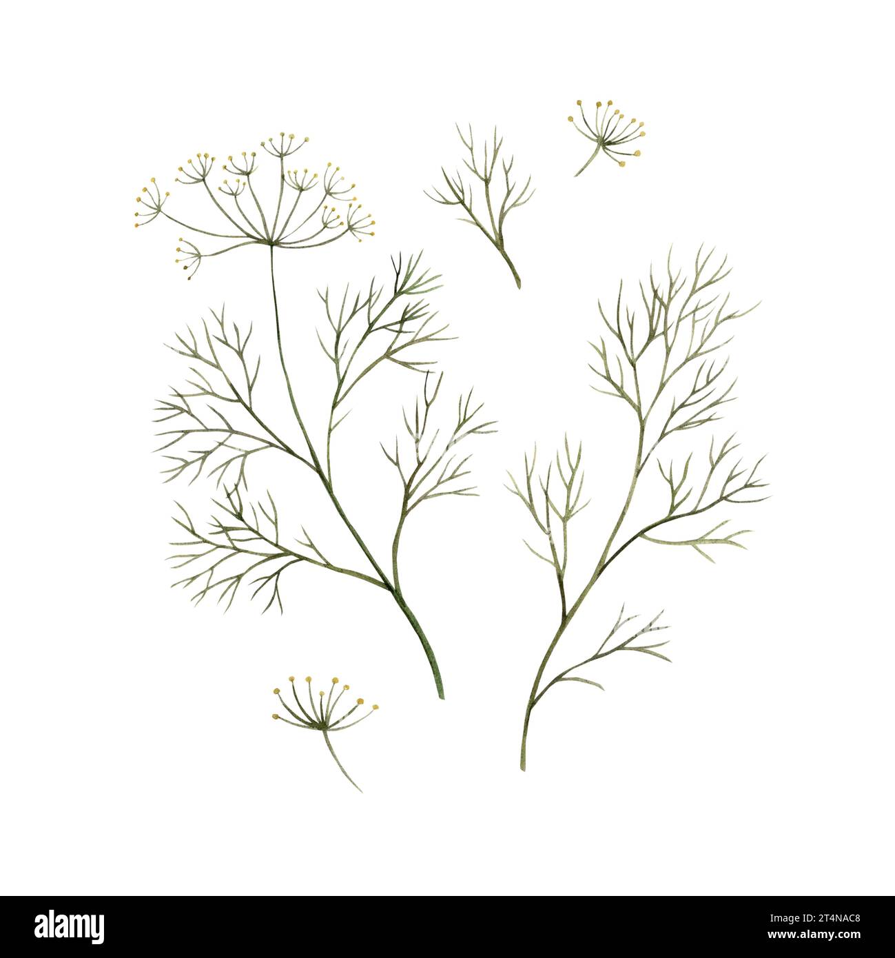 Watercolor illustration of dill, isolate. Hand-drawn botanical ...