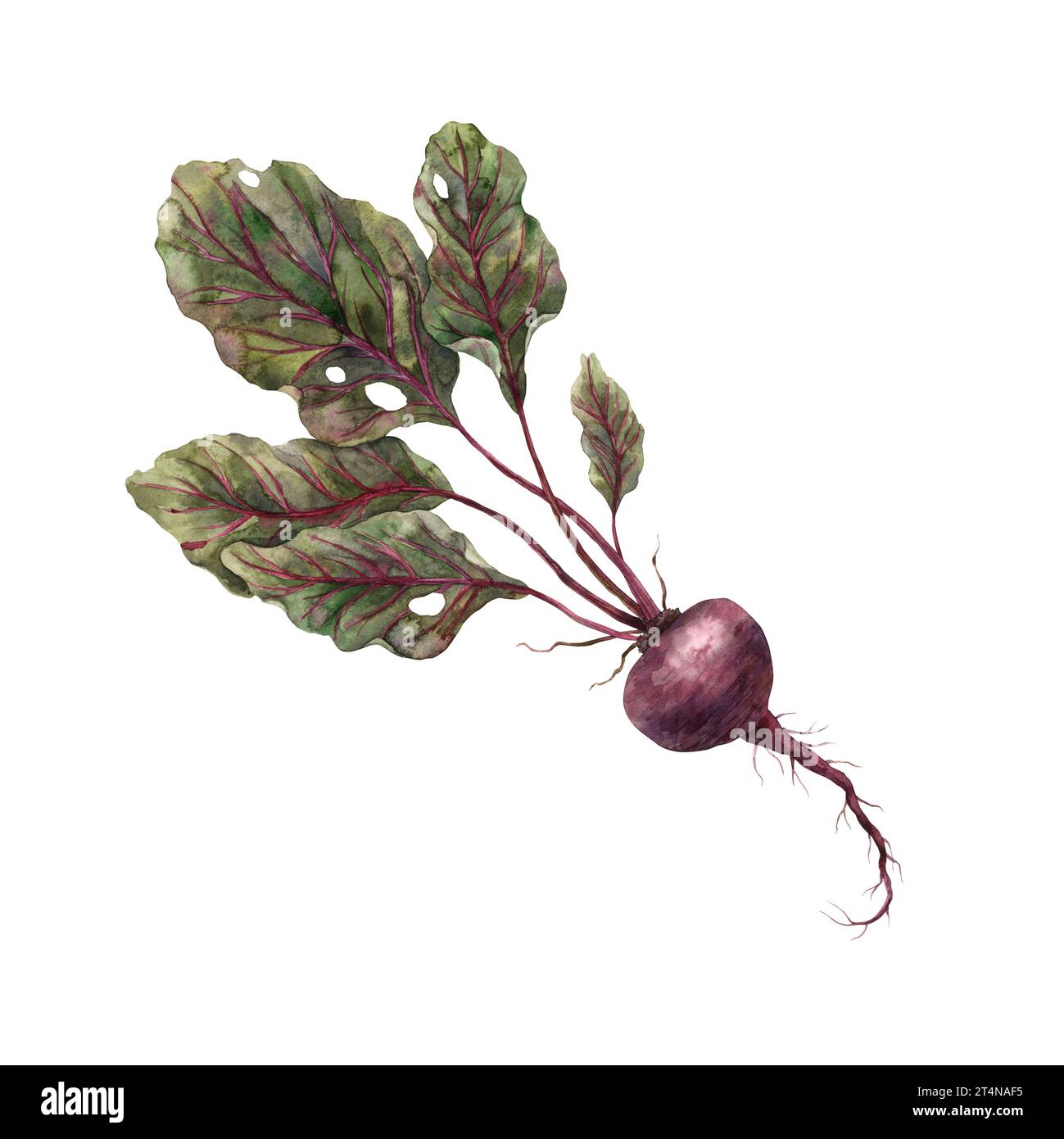 Beetroot illustration hi-res stock photography and images - Alamy