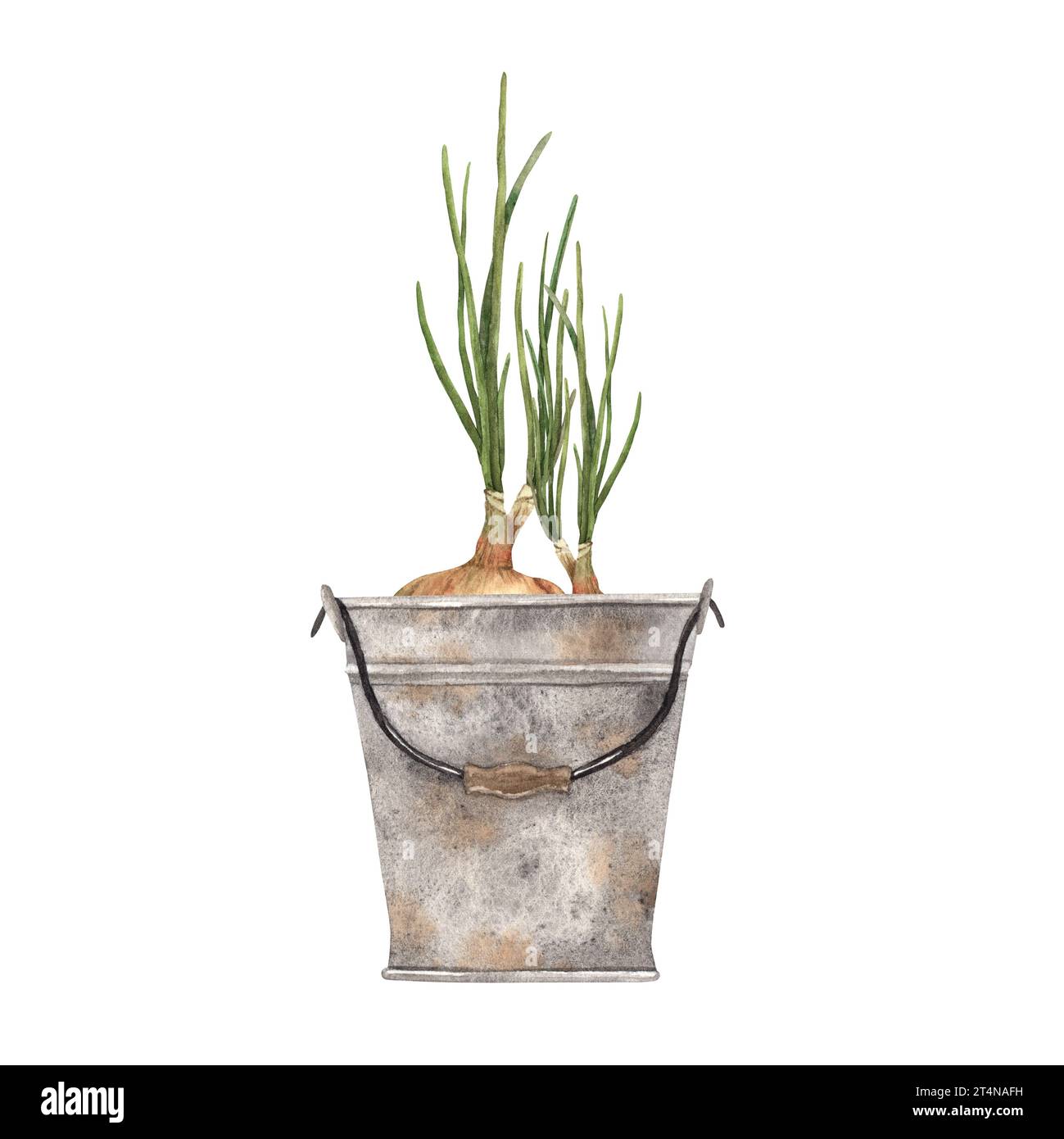Leek rust onion hi-res stock photography and images - Alamy
