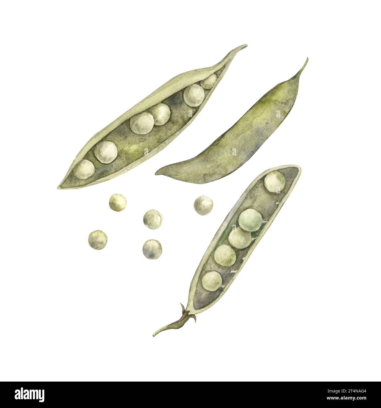 Watercolor drawing of green peas, isolate. Hand-drawn on a white ...