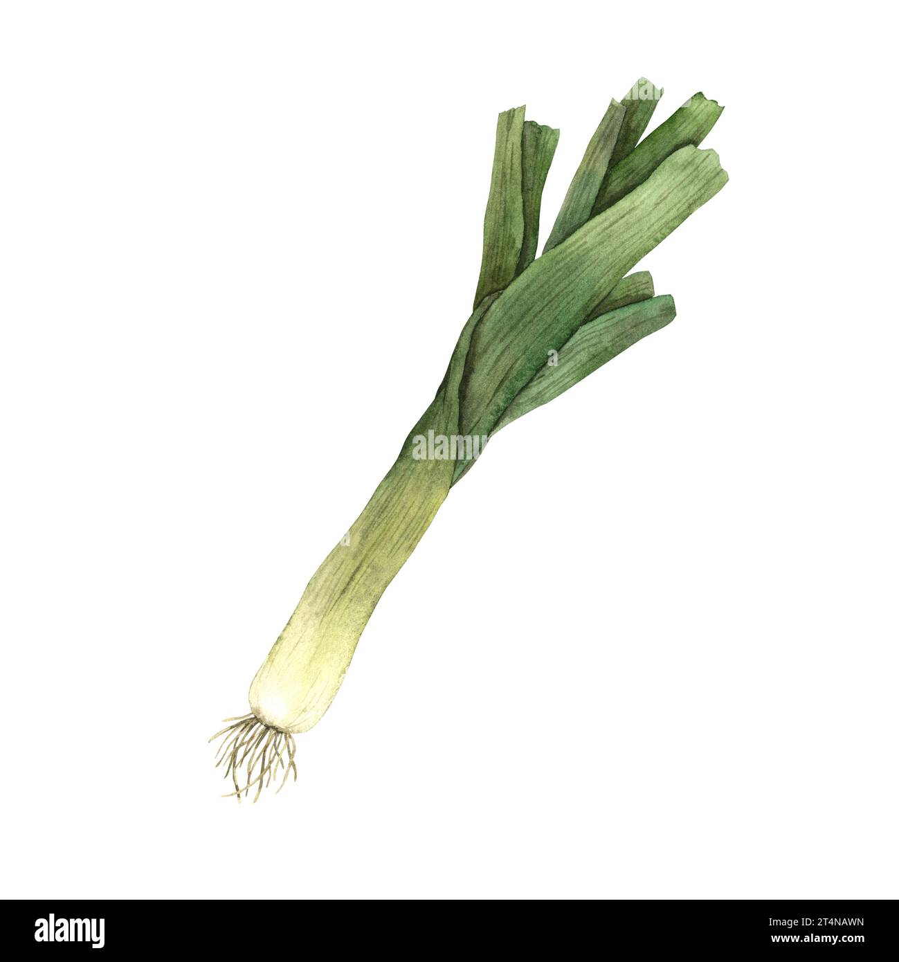 Onion plant drawing hi-res stock photography and images - Alamy