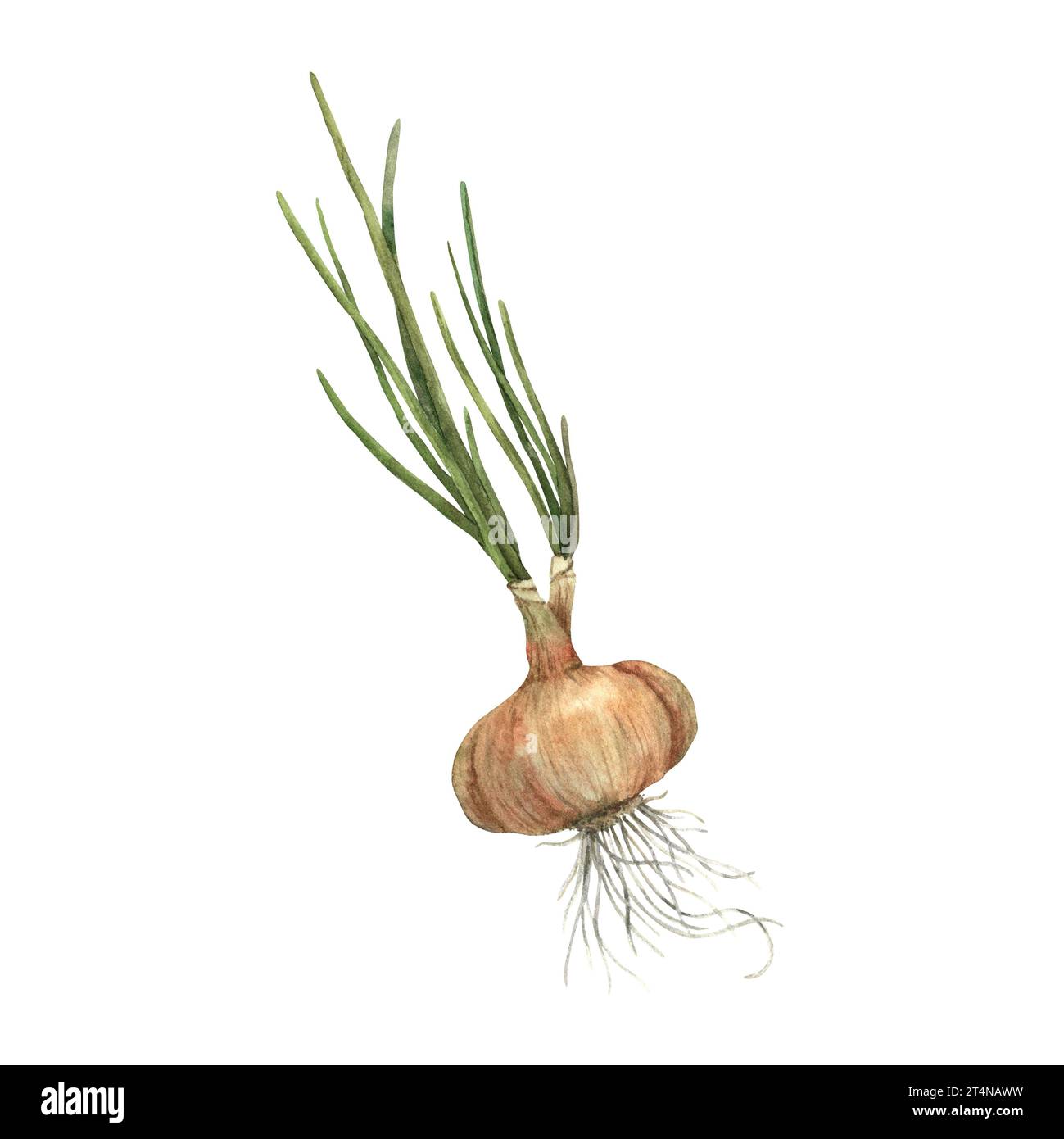 Watercolor isolated drawing of green onion. Hand-drawn botanical ...