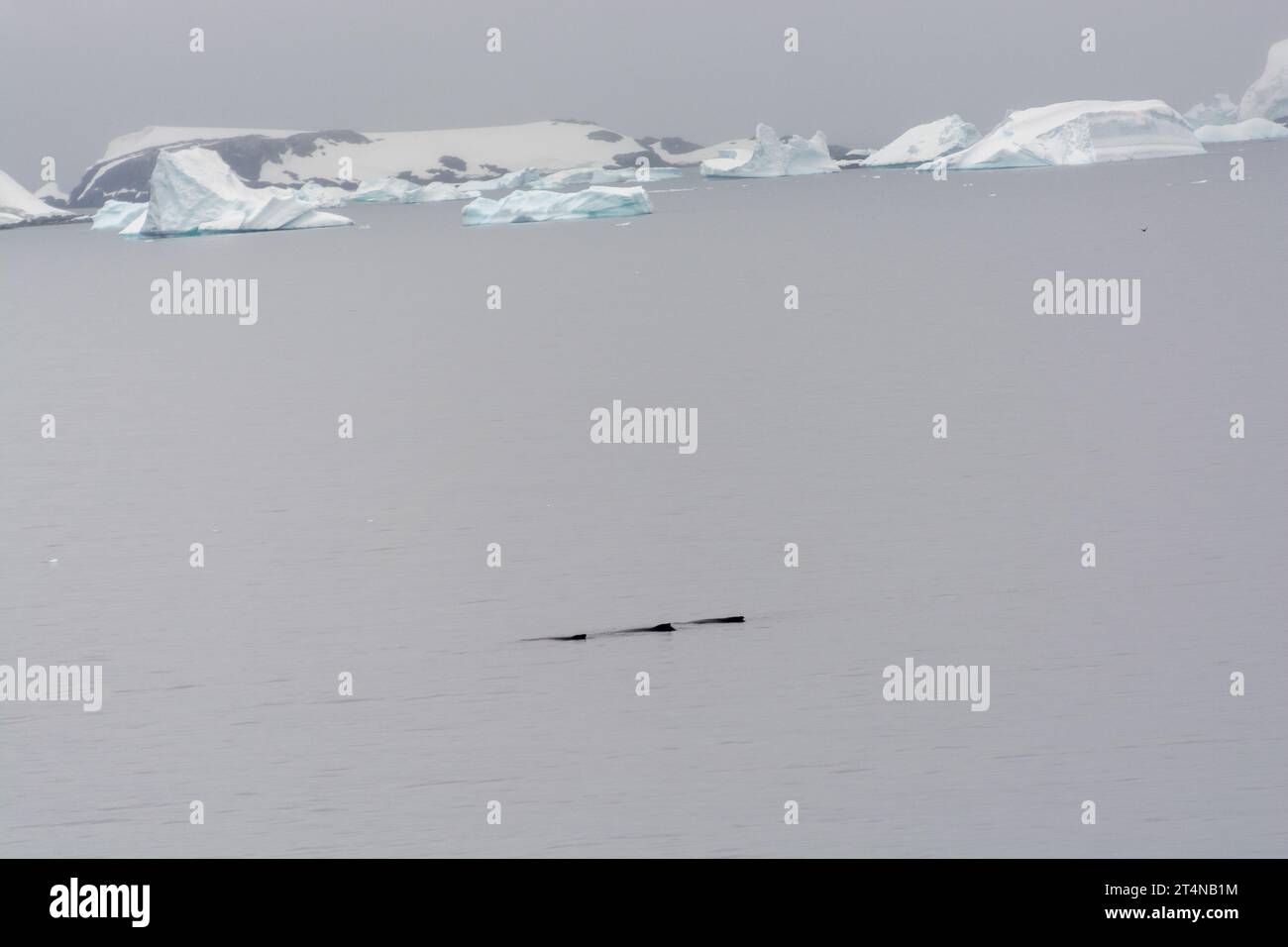 pod of humpback whales in front of icebergs in waters of hughes bay ...