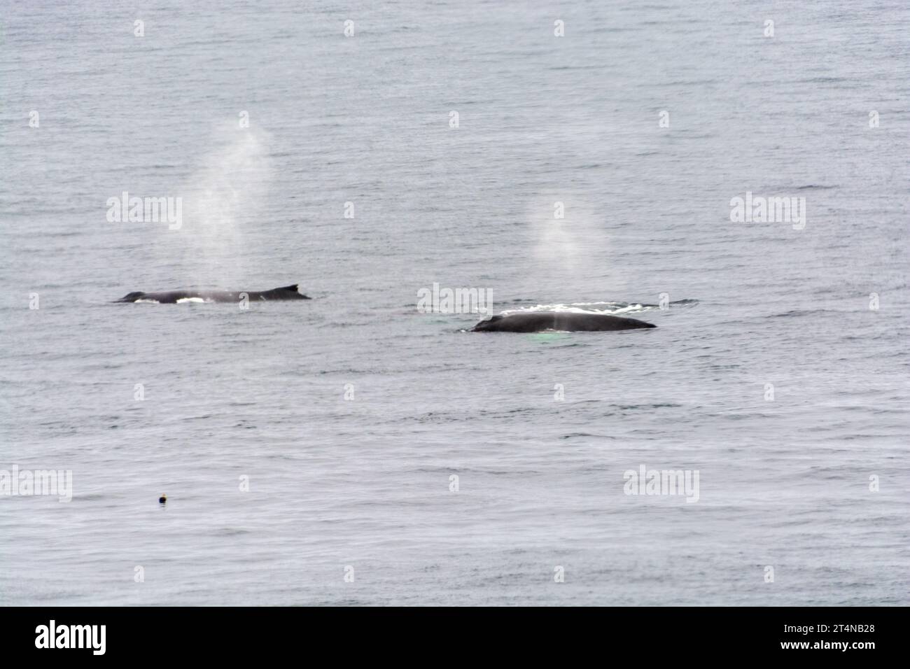 pod of humpback whales spouting in waters of hughes bay. antarctic ...