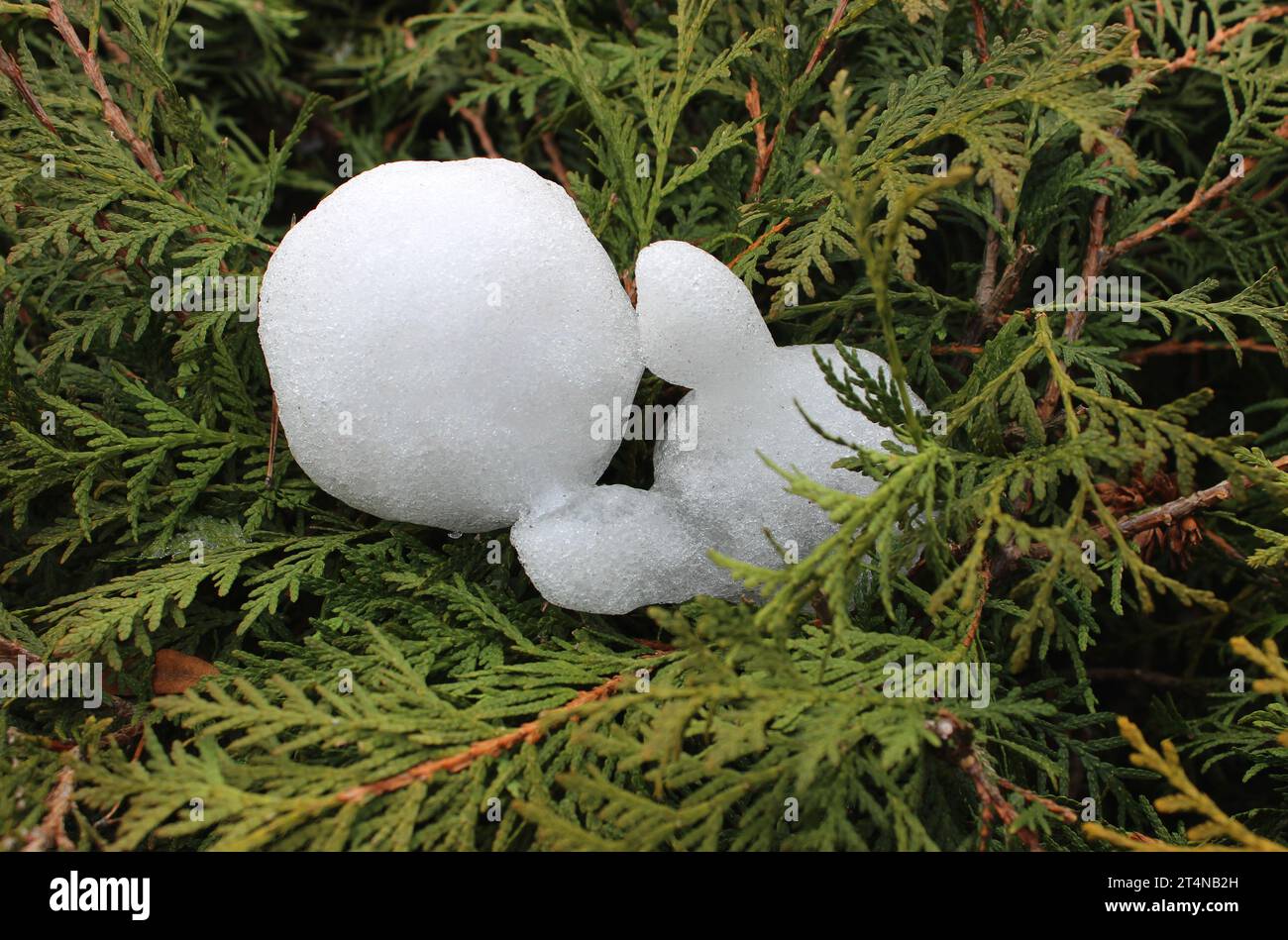 Snowball In Shape Of Little Child Figure On A Thuja Bush Branches Close ...