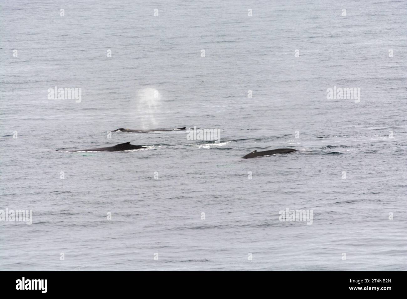 pod of humpback whales in waters of hughes bay. antarctic peninsula ...