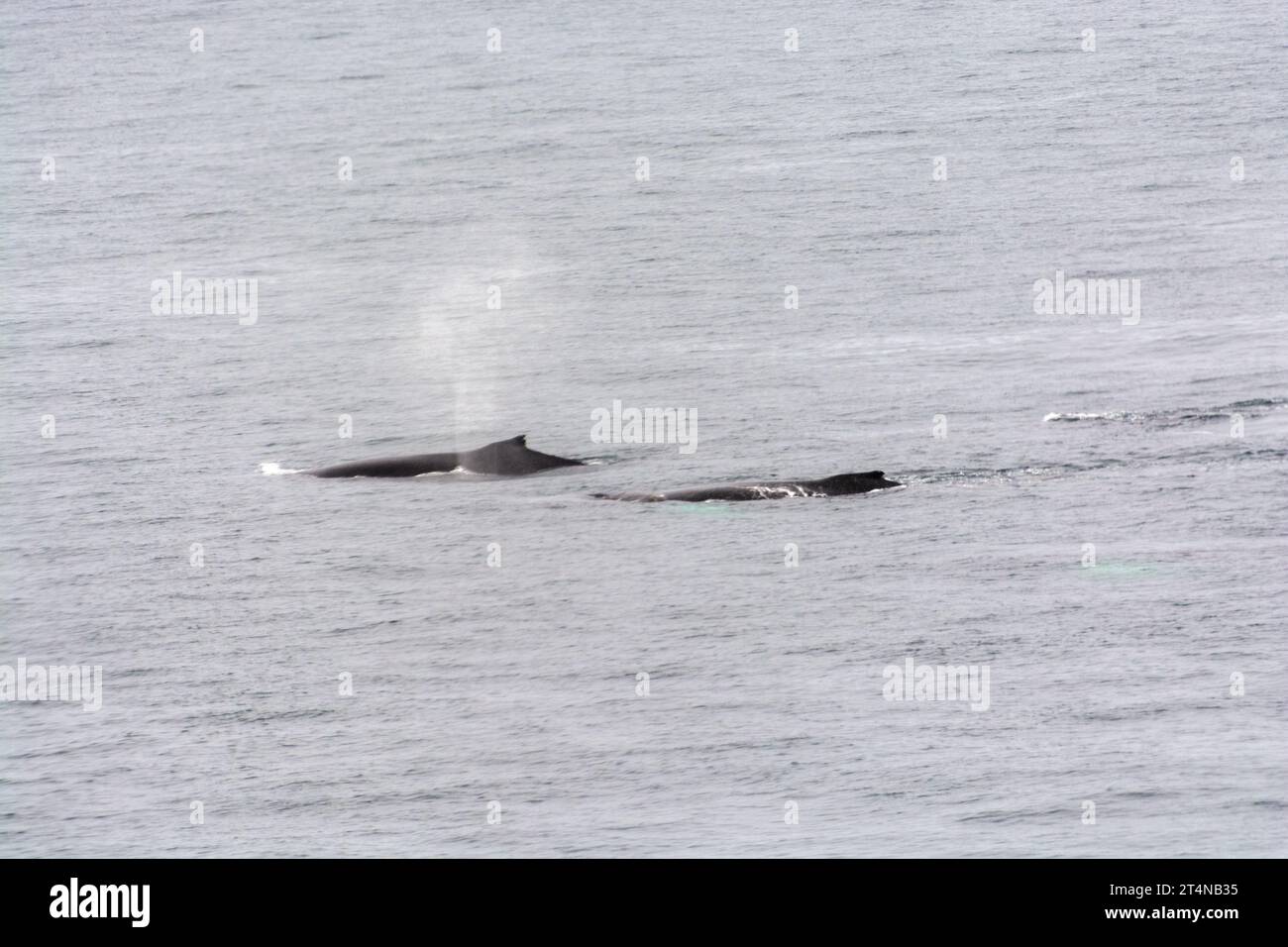 pod of humpback whales in waters of hughes bay. antarctic peninsula ...