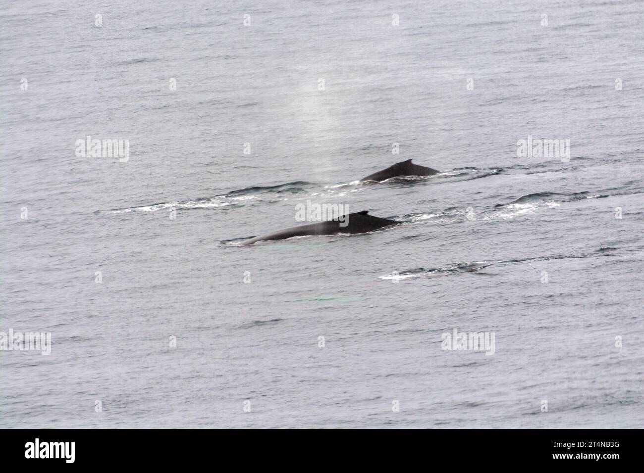 pod of humpback whales spouting in waters of hughes bay. antarctic ...