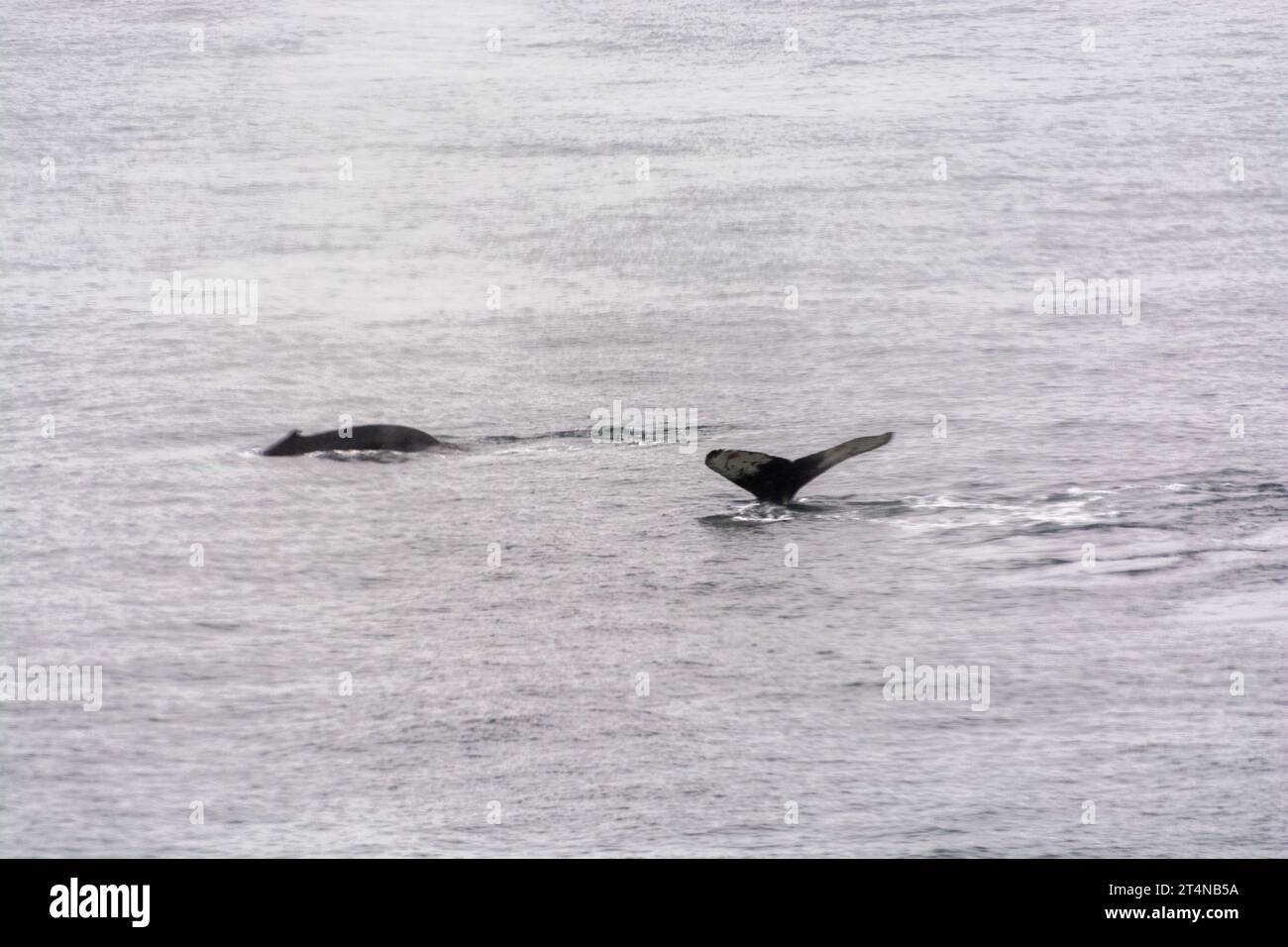pod of humpback whales spouting and bubble net feeding in waters of ...