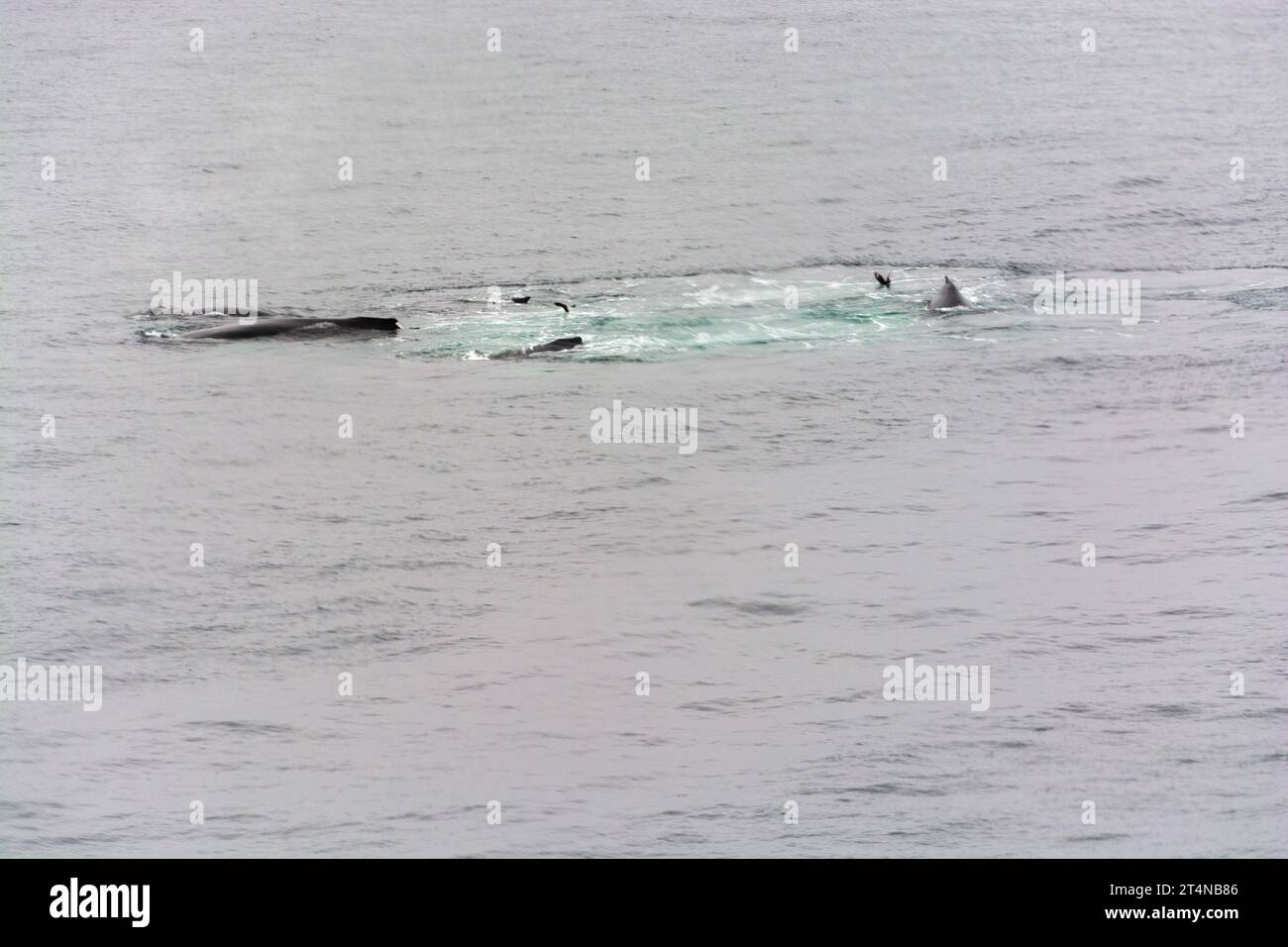 pod of humpback whales spouting and bubble net feeding in waters of ...
