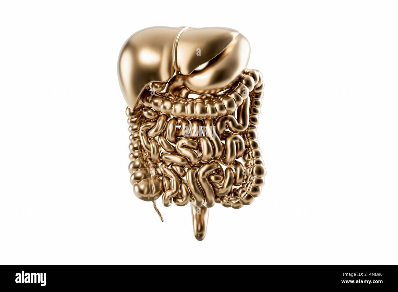 3d illustration of stylized human digestive system made of gold ...