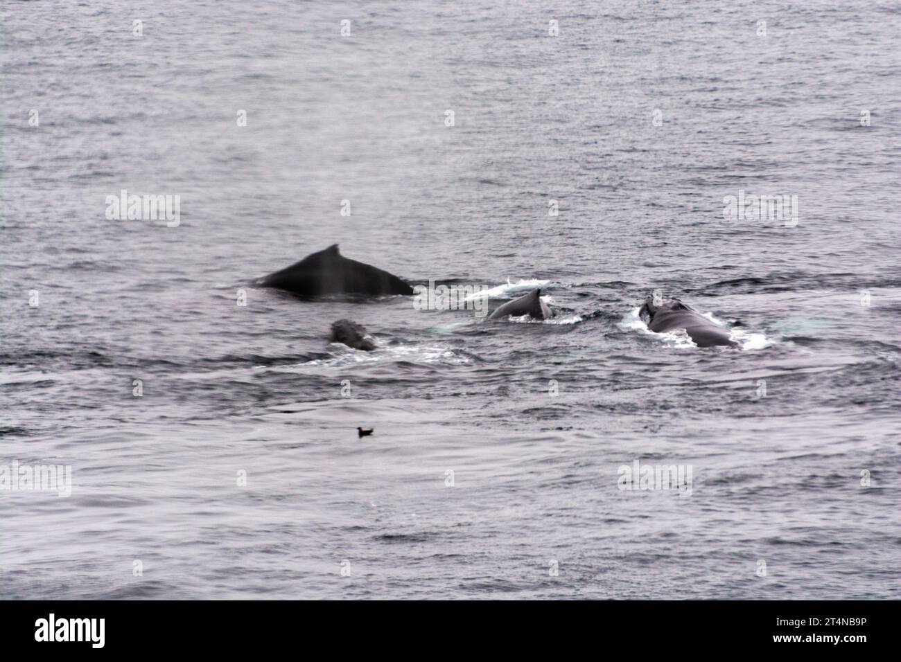 pod of humpback whales spouting and bubble net feeding in waters of ...