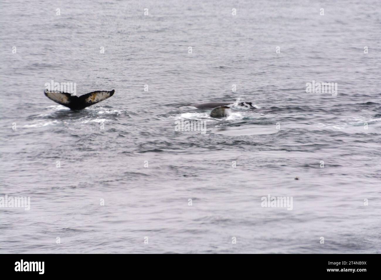 pod of humpback whales spouting and bubble net feeding in waters of ...
