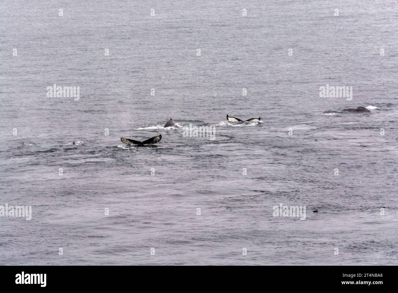 pod of humpback whales spouting and bubble net feeding in waters of ...