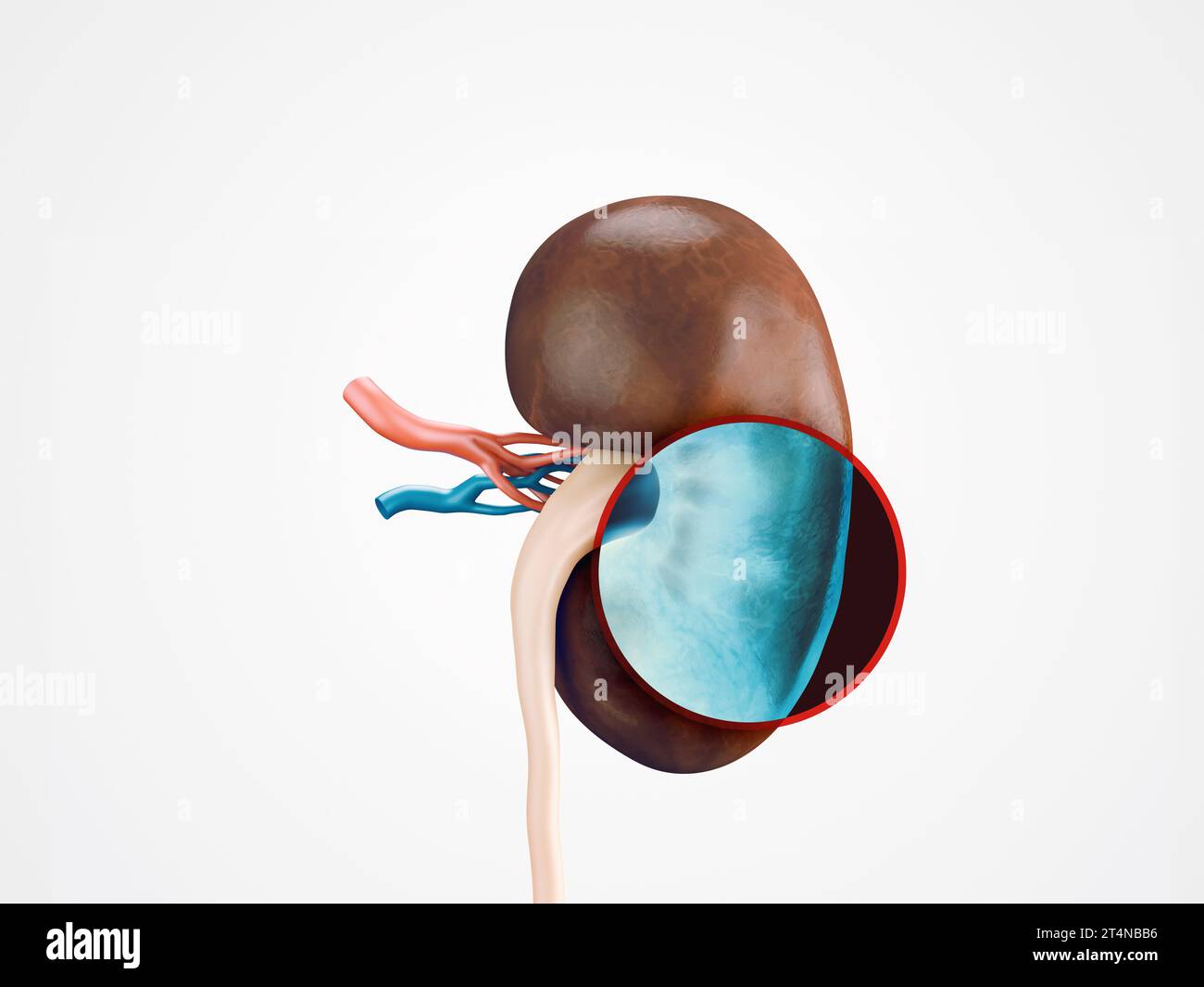 Photorealistic 3d illustration of human kidney with vessels isolated on ...