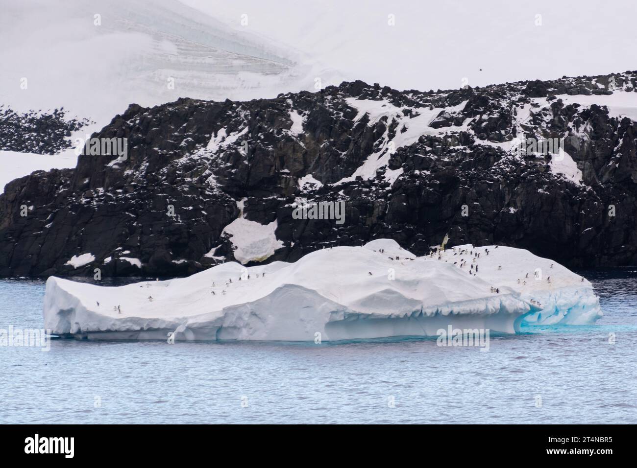 Adelie penguins riding floating ice in waters of Hope Bay. Antarctic ...