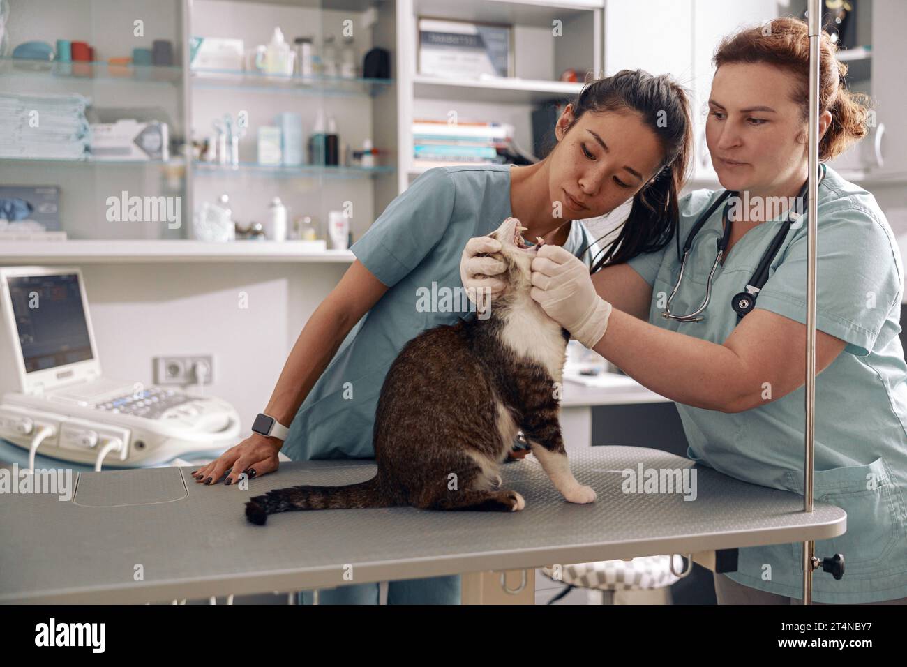 Woman veterinarians with young intern examine oral cavity of tabby cat ...