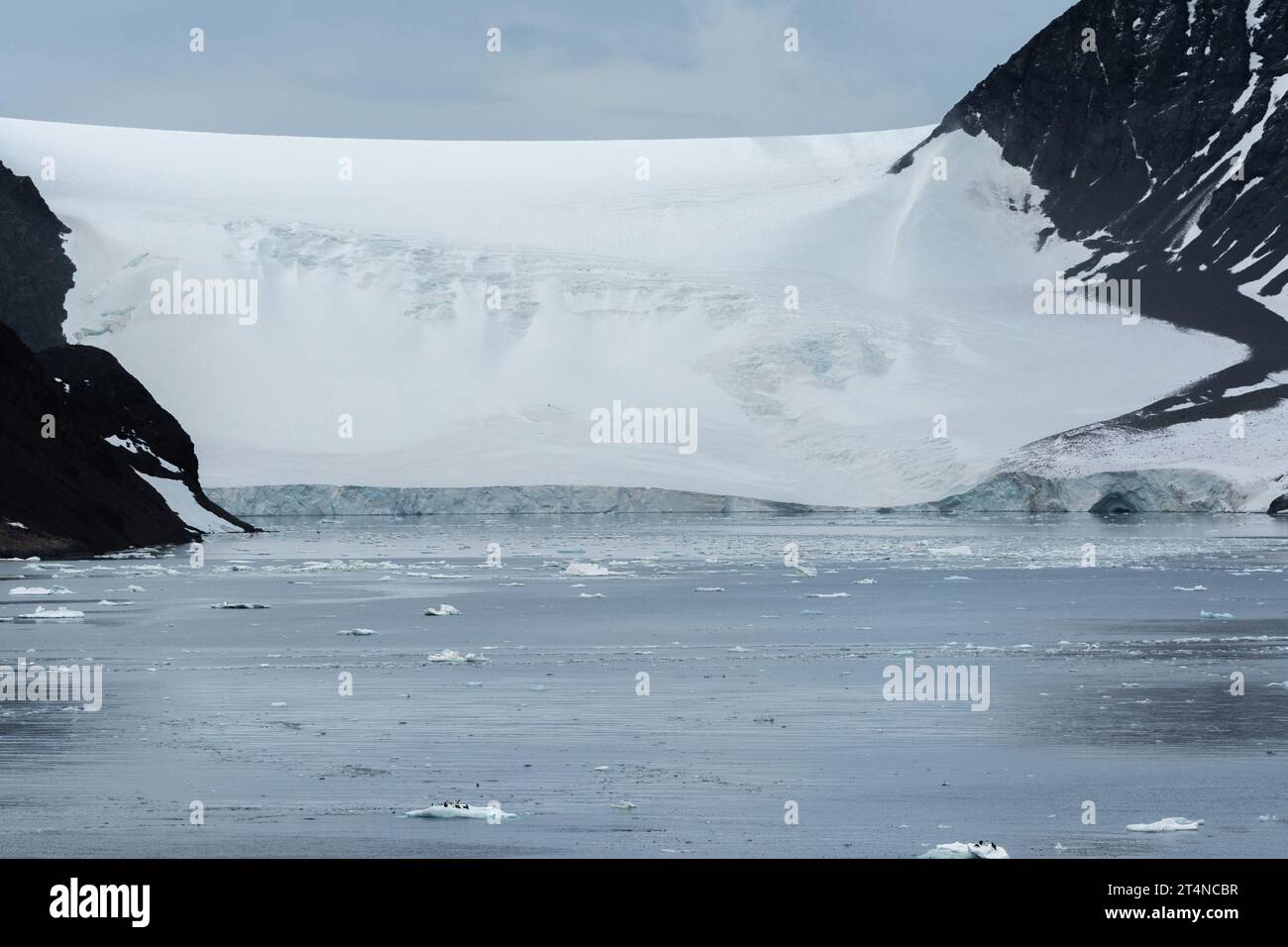 Penguins riding iceberg hi-res stock photography and images - Alamy