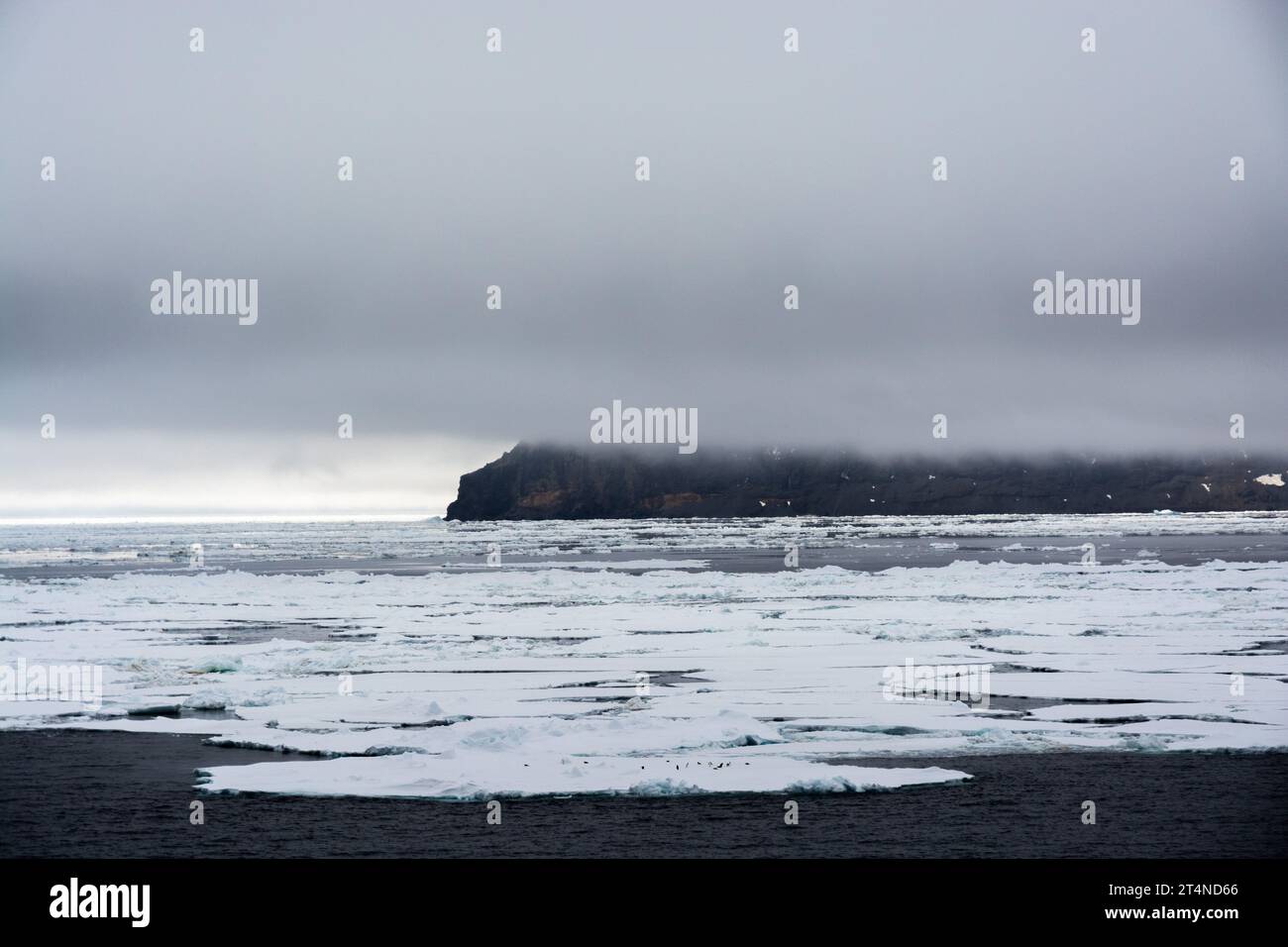 adelie penguins riding iceflow. antarctic sound. northern tip of ...