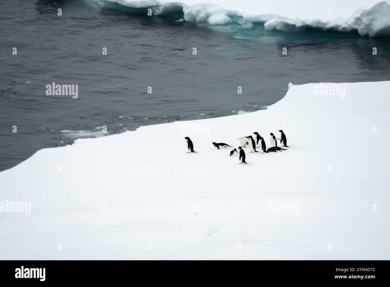 Adelie penguins riding floating ice in waters of antarctic sound ...