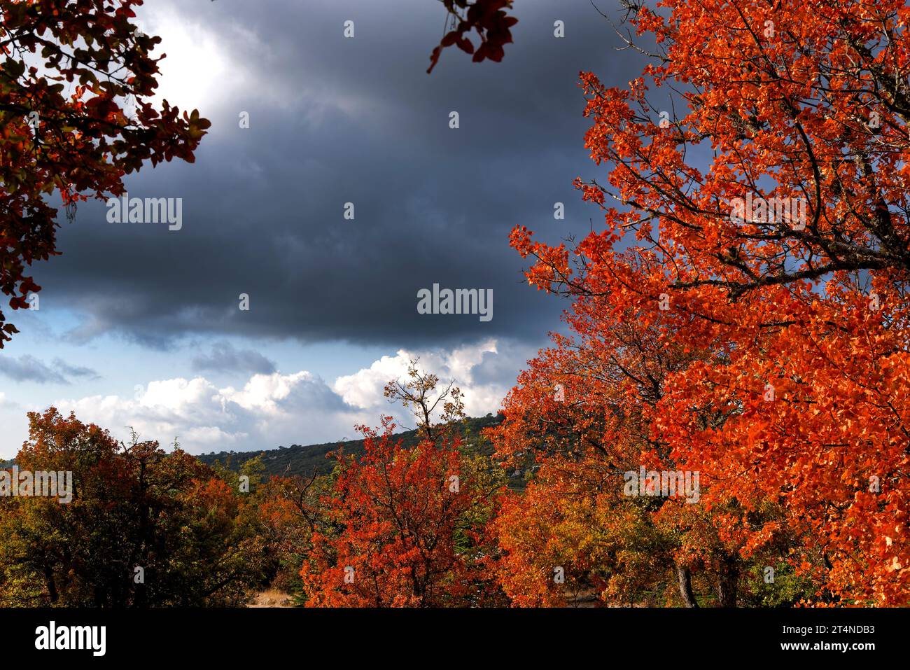 Foret de sainte baume hi-res stock photography and images - Alamy