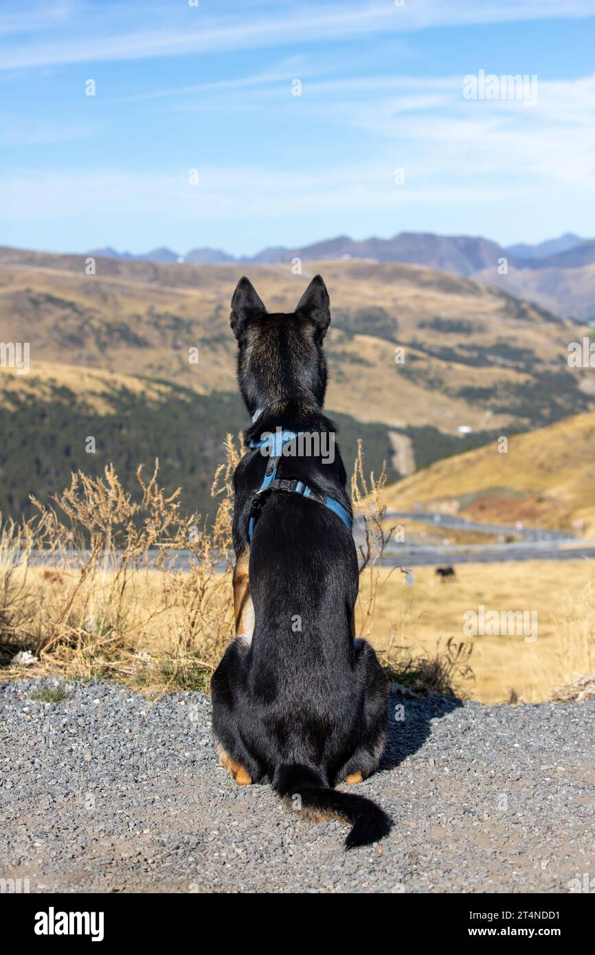 Belusky puppy hi-res stock photography and images - Alamy