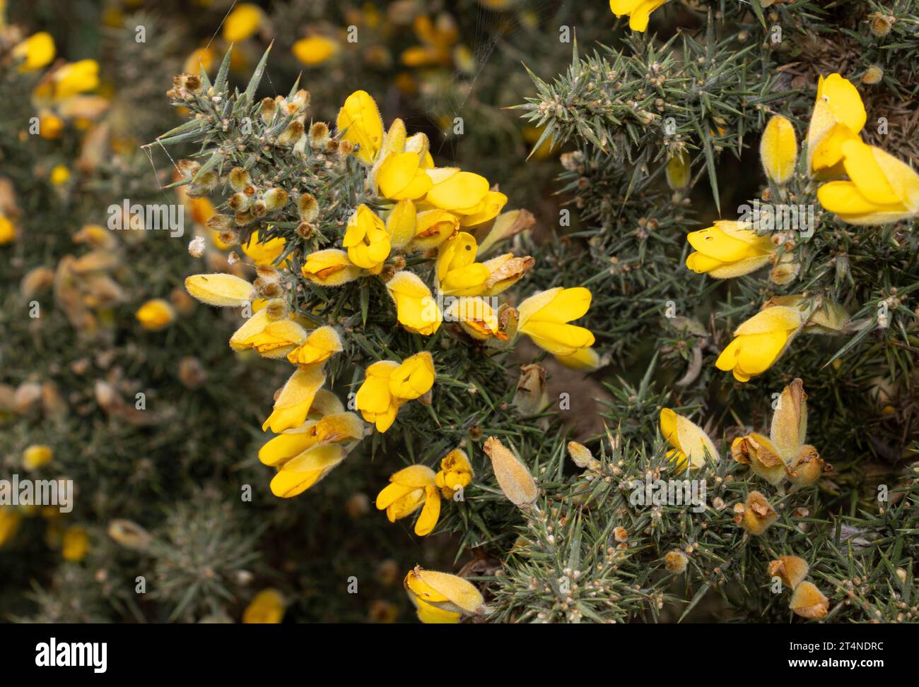 The Gorse is a spiny and hardy plant of heath and moorland. Their ...