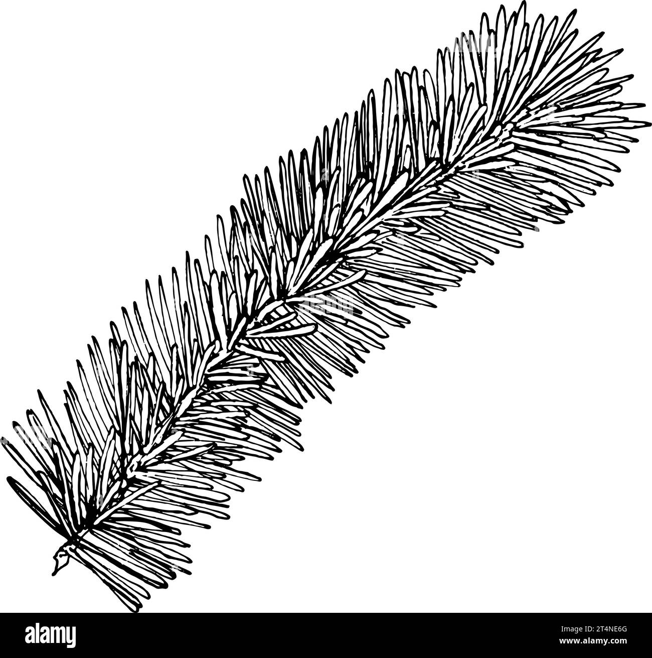 Graphic illustration of a spruce branch, hand drawn Stock Vector Image ...